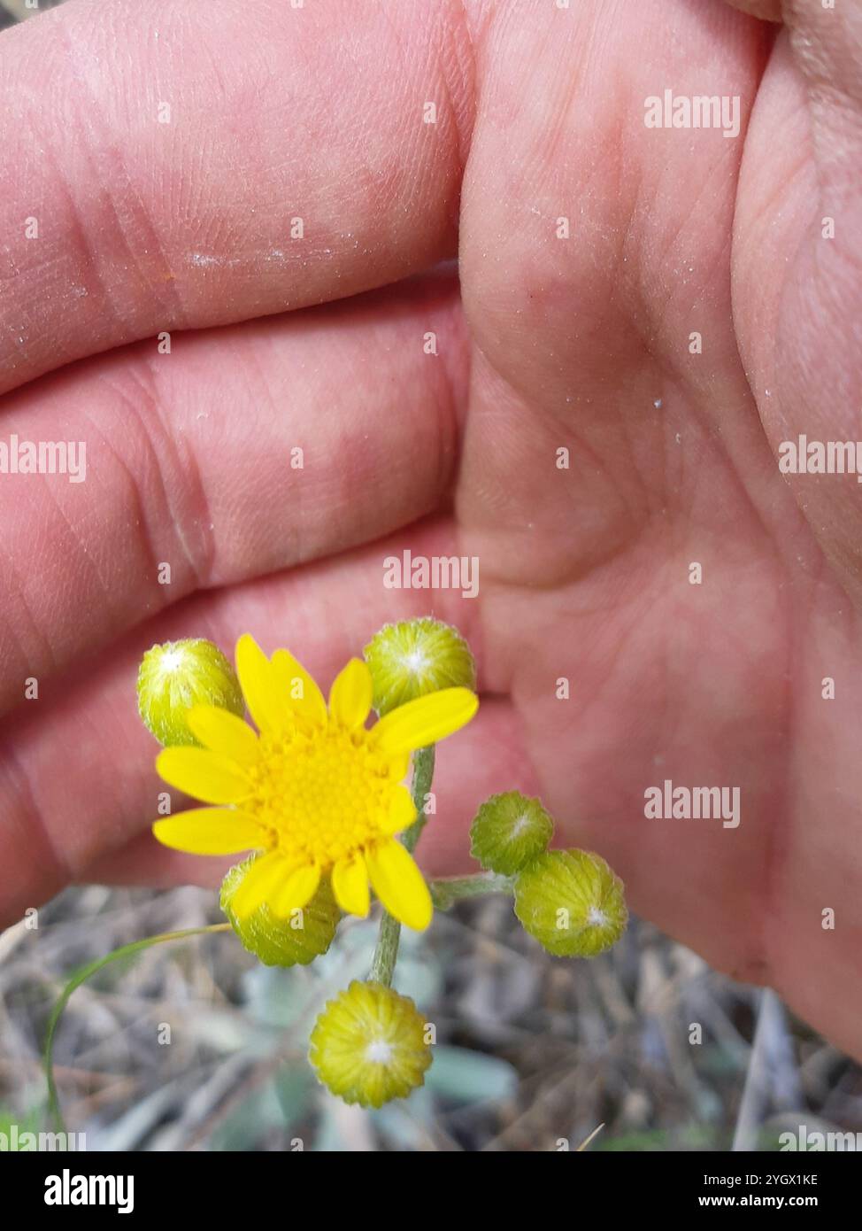 woolly groundsel (Packera cana Stock Photo - Alamy