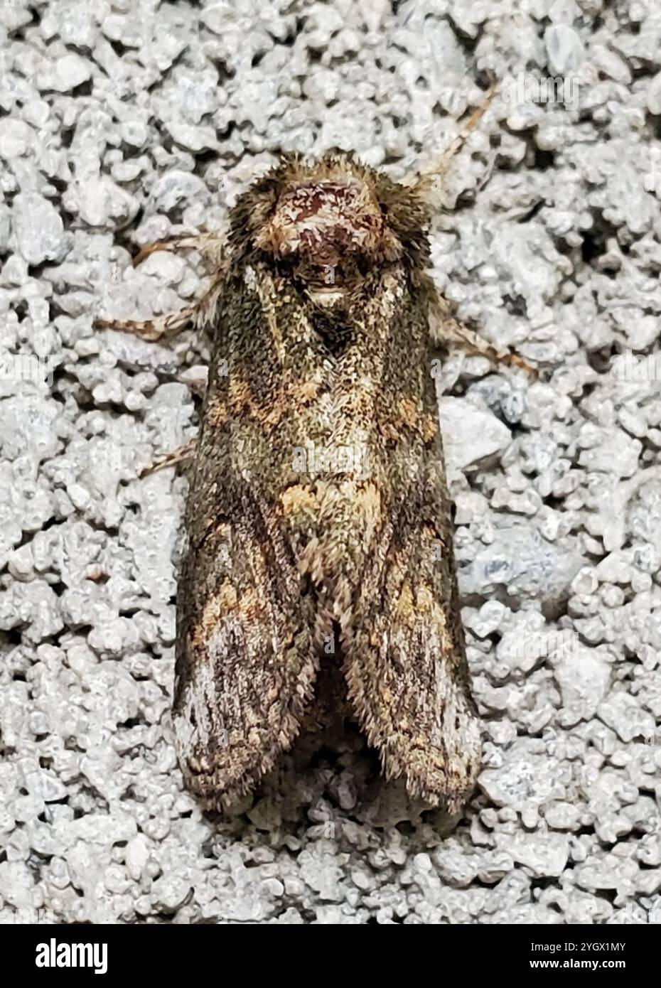 Small Prominent (Rifargia subrotata Stock Photo - Alamy