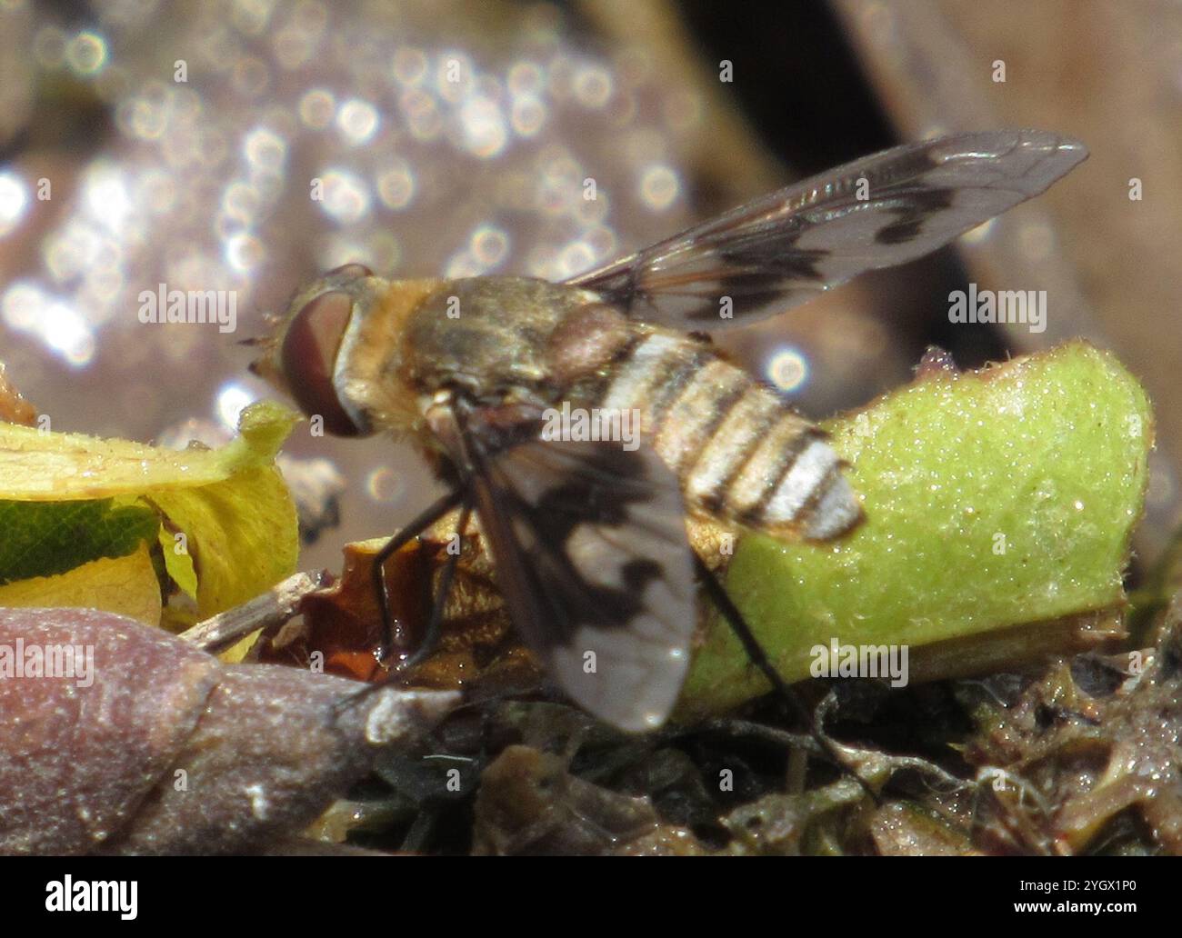 Fascipennis hi-res stock photography and images - Alamy