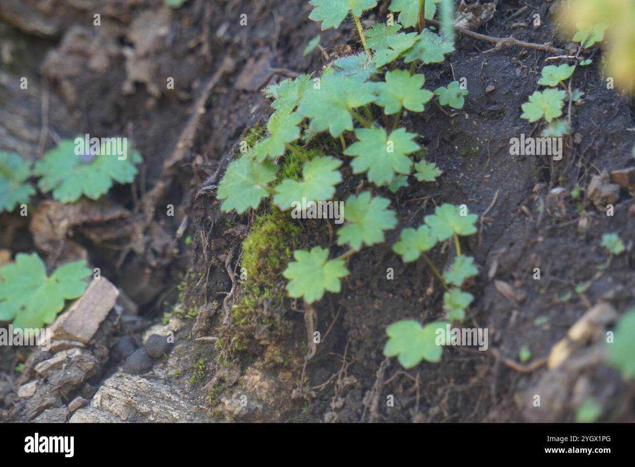 wood saxifrage (Saxifraga mertensiana Stock Photo - Alamy