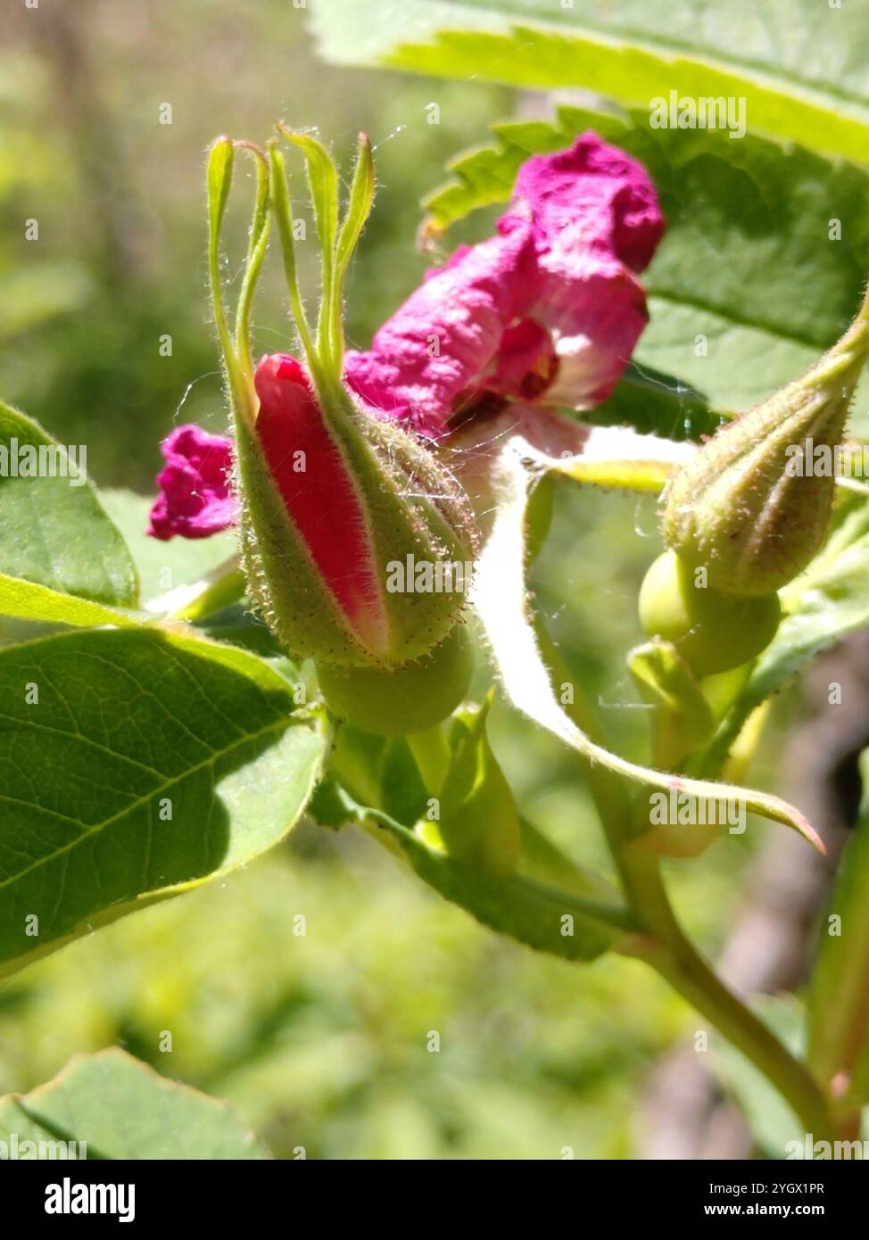smooth rose (Rosa blanda Stock Photo - Alamy