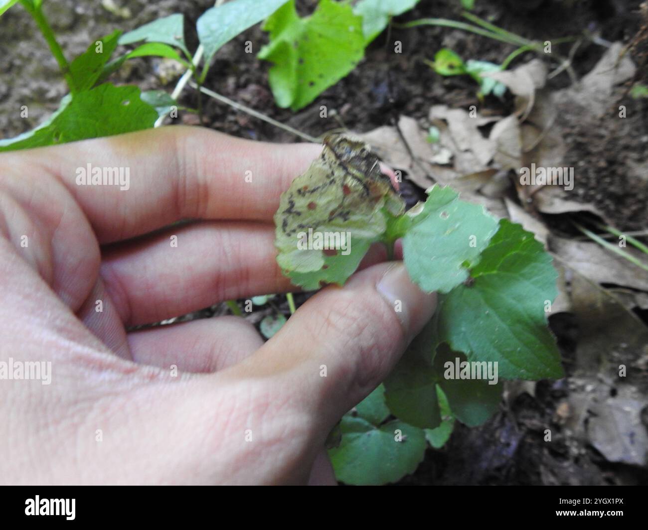 Violet Leafmining Sawfly (Nefusa ambigua Stock Photo - Alamy