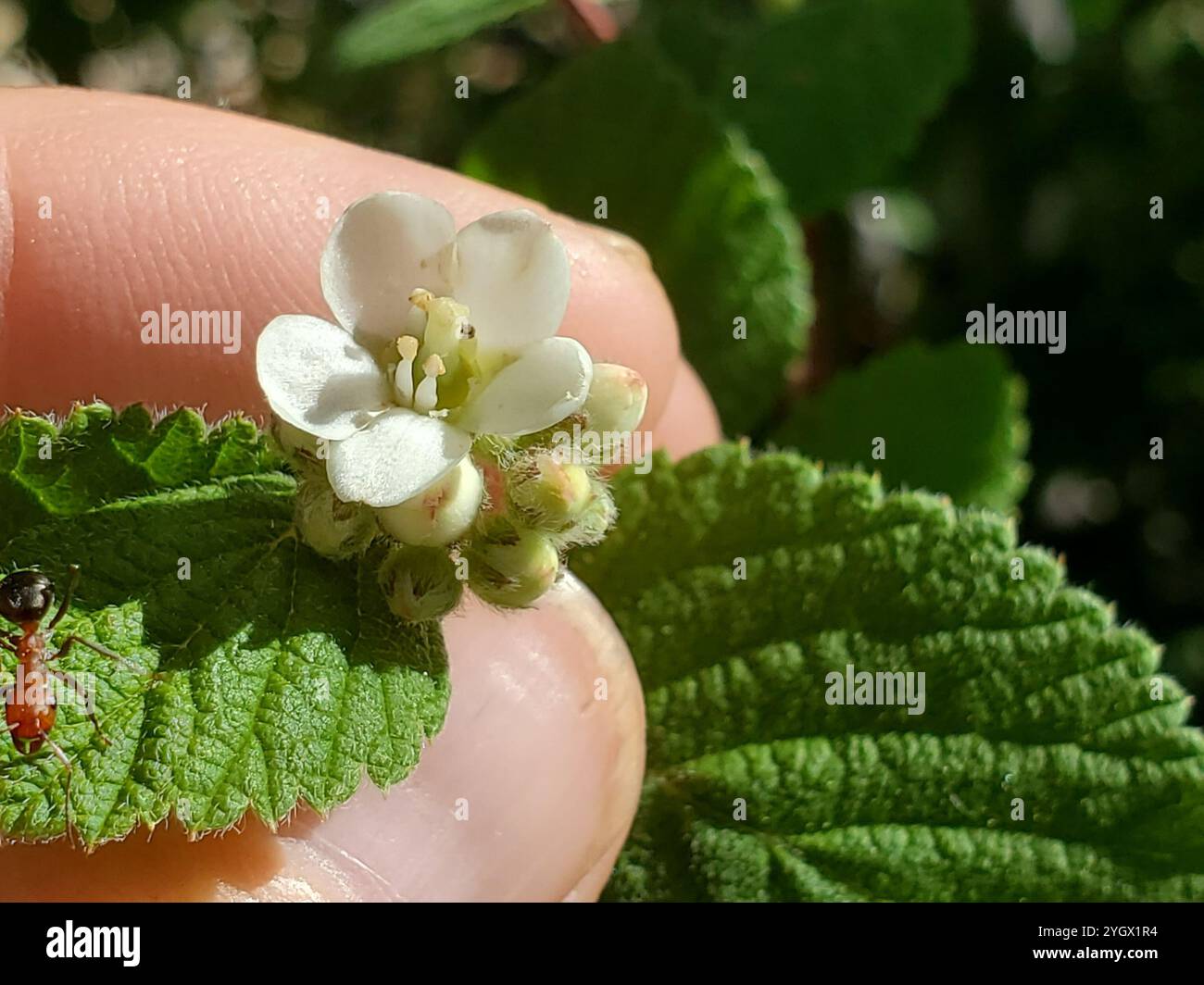 Fivepetal cliffbush hi-res stock photography and images - Alamy