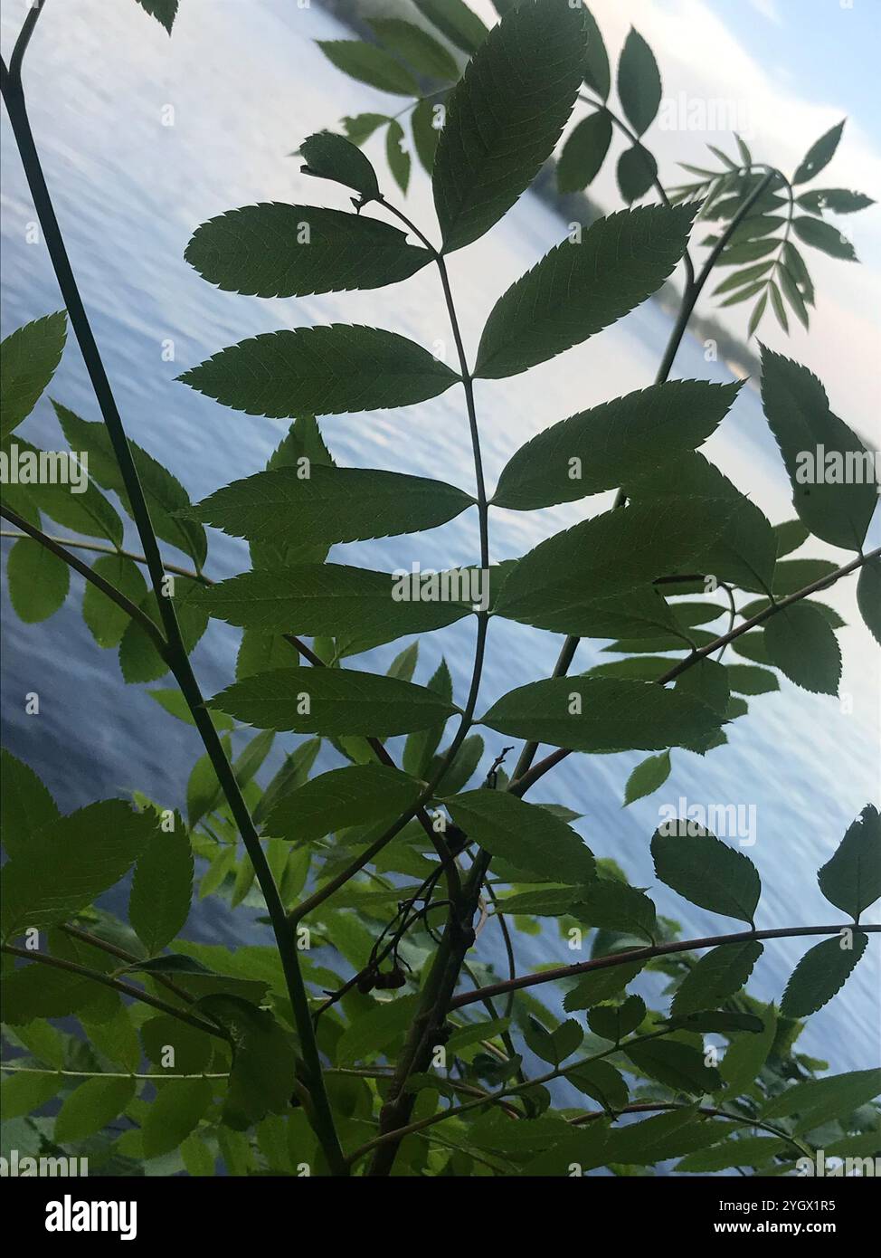 showy mountain-ash (Sorbus decora Stock Photo - Alamy