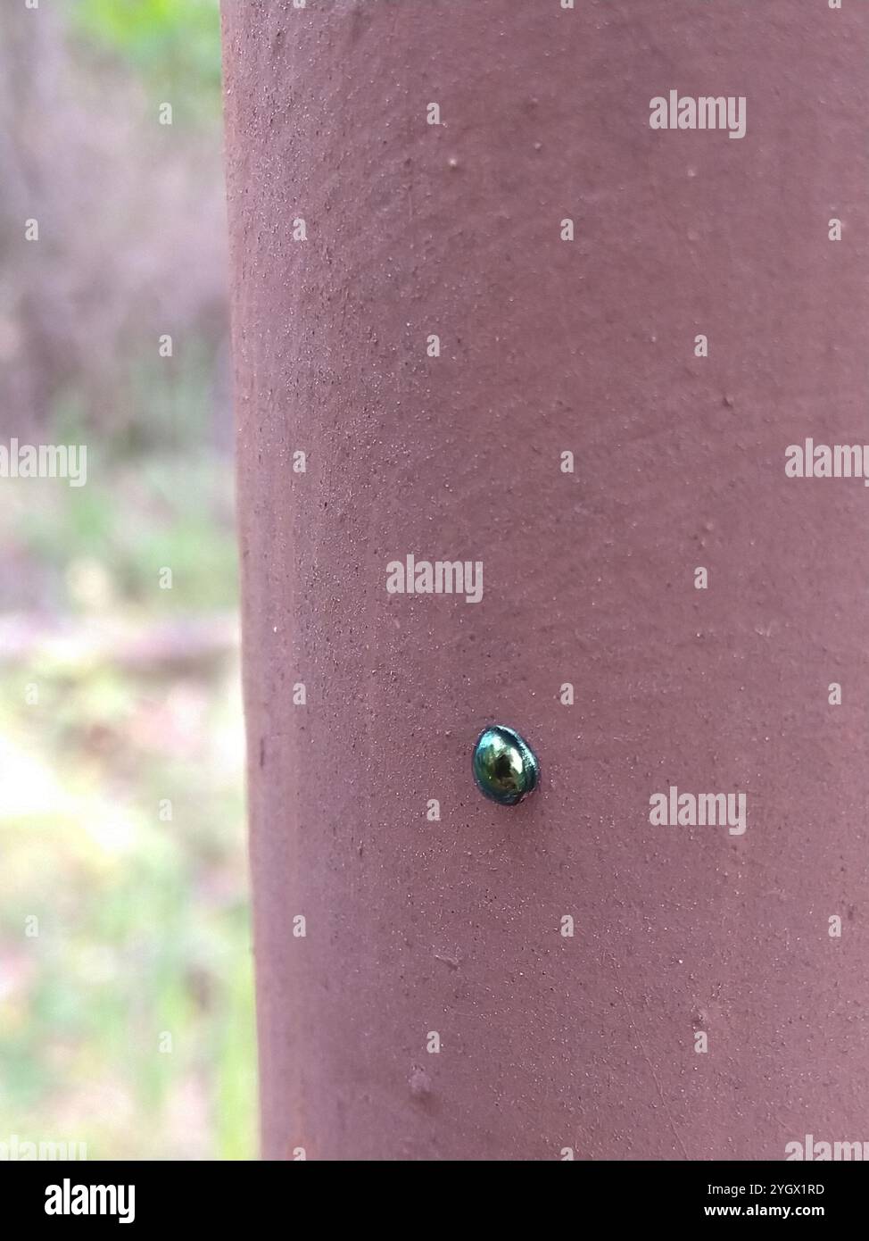 Cucujiform Beetles (Cucujiformia Stock Photo - Alamy