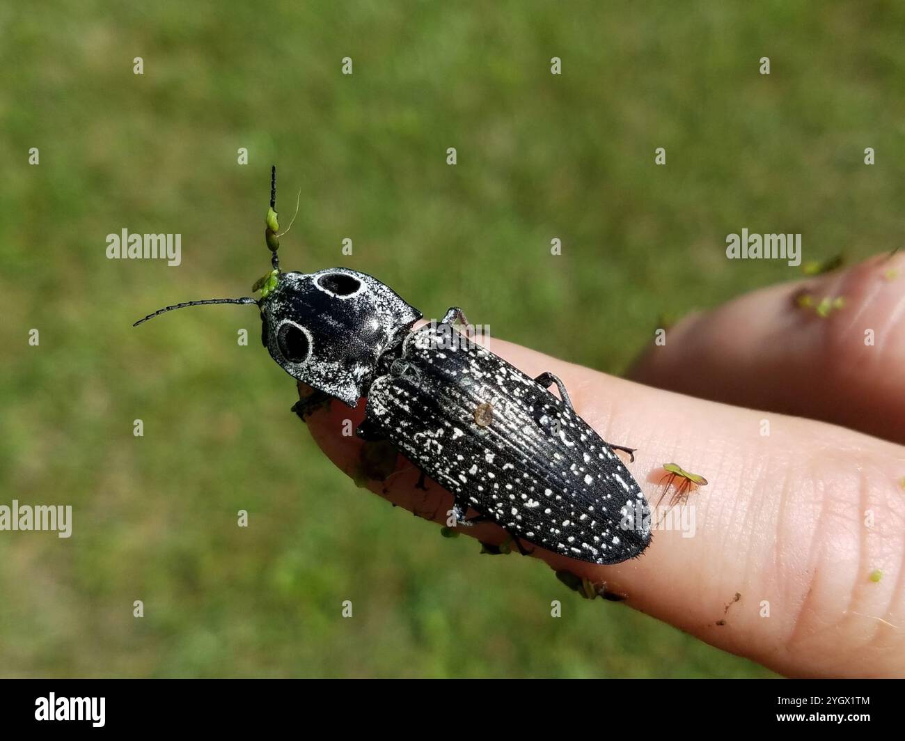Eastern Eyed Click Beetle (Alaus oculatus Stock Photo - Alamy