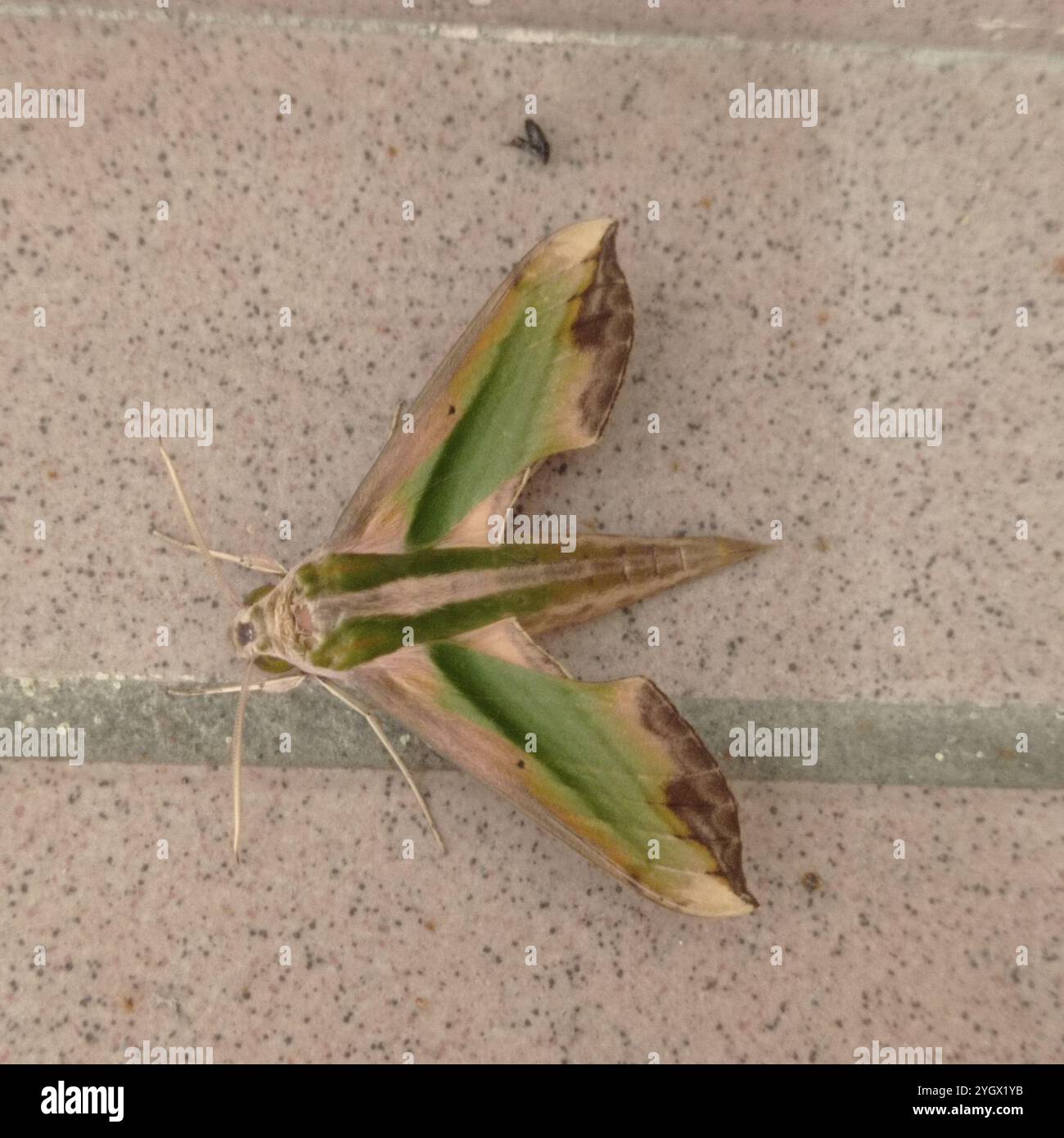 Green Pergesa Hawkmoth (Pergesa acteus Stock Photo - Alamy