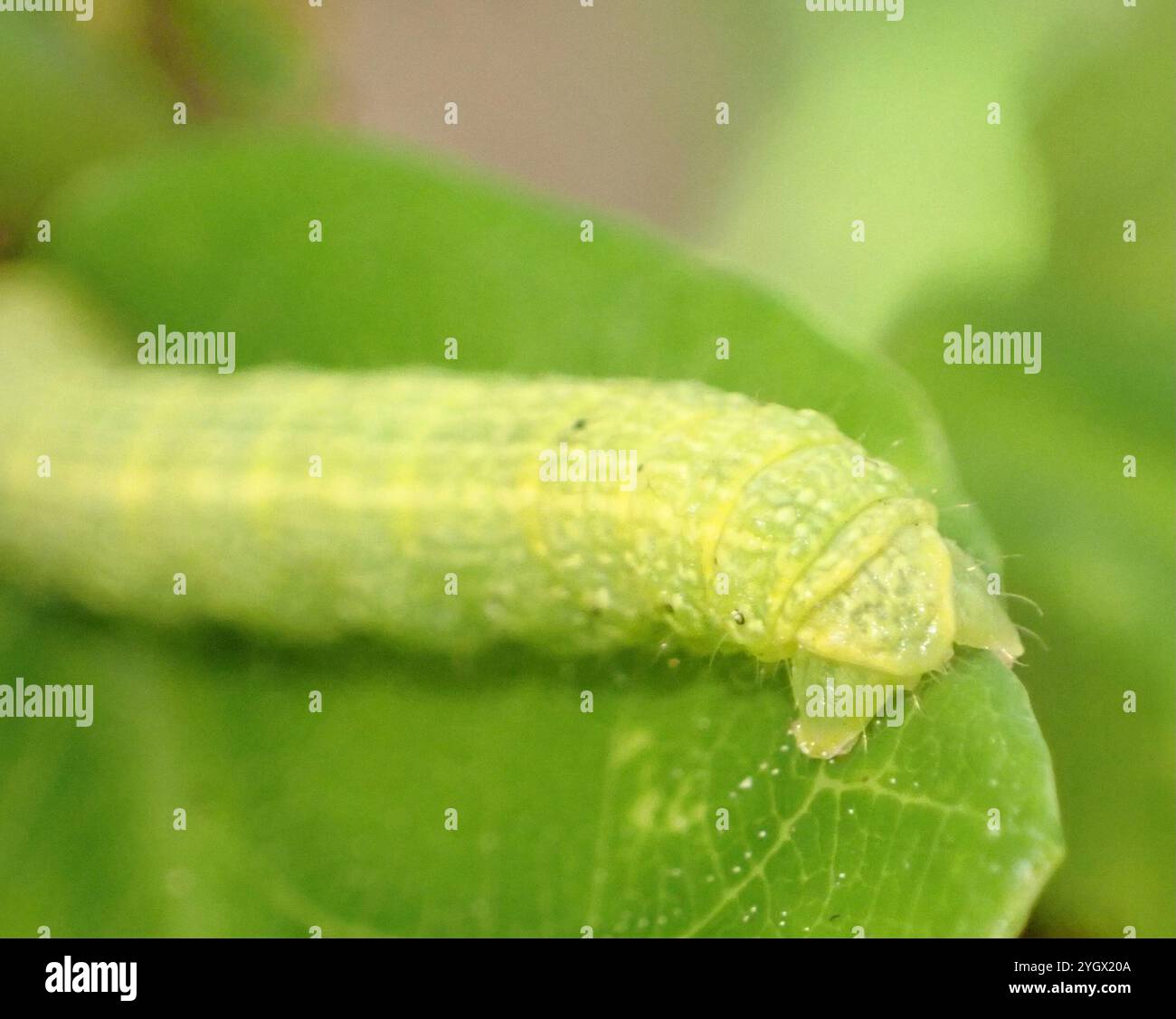 Geometer Moths (Geometridae Stock Photo - Alamy
