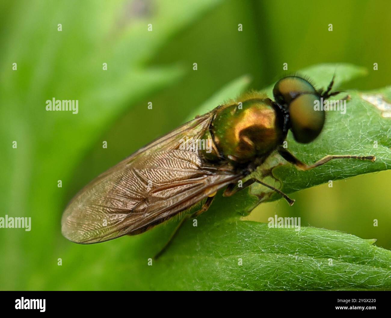 Broad Centurion Fly (Chloromyia formosa Stock Photo - Alamy