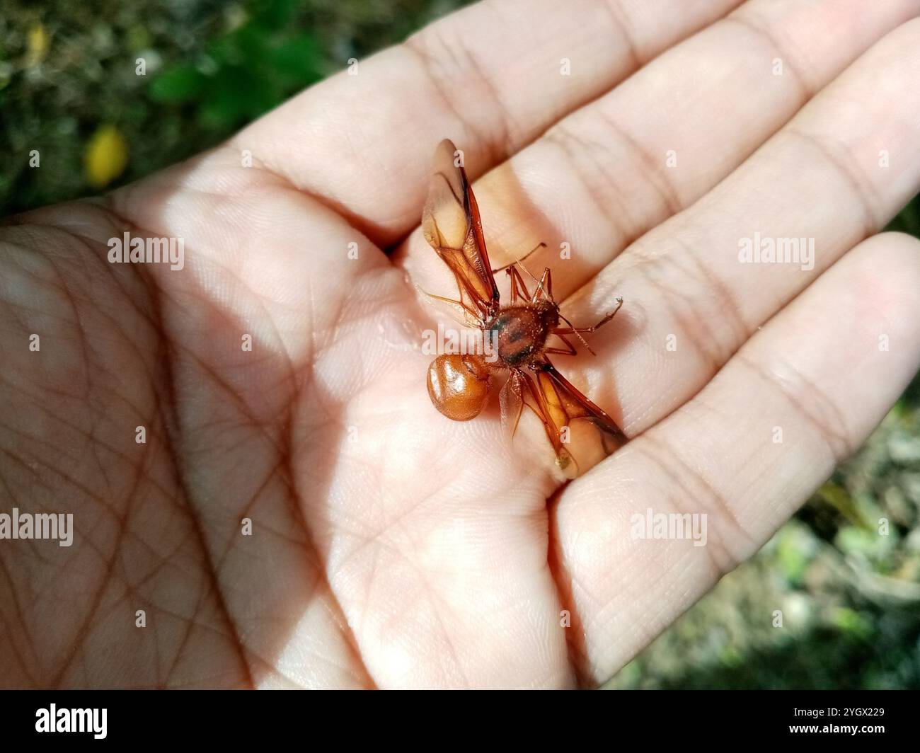 Atta Leaf-cutter Ants (Atta Stock Photo - Alamy