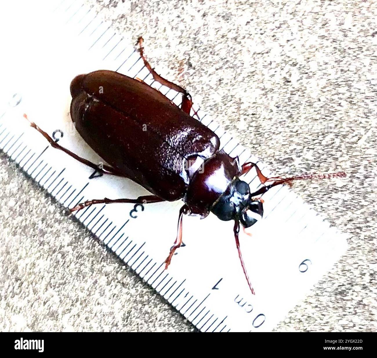 Broad-necked Root Borer (Prionus laticollis Stock Photo - Alamy