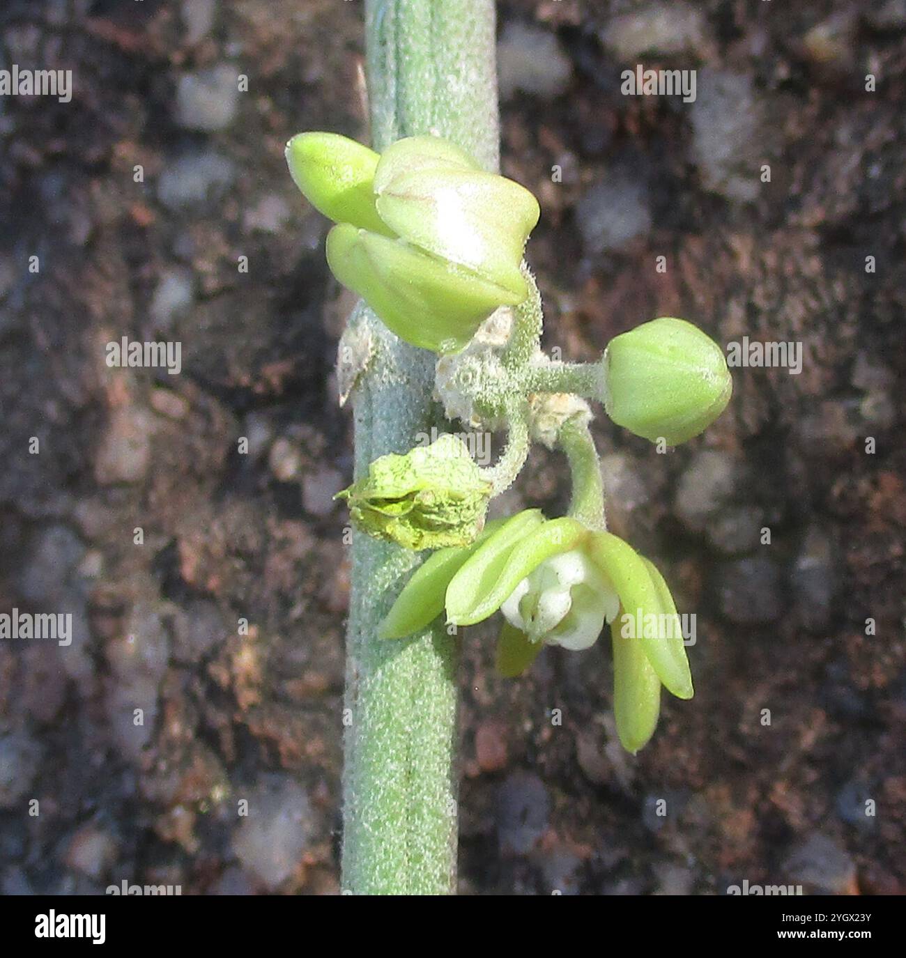 Caustic vine hi-res stock photography and images - Alamy