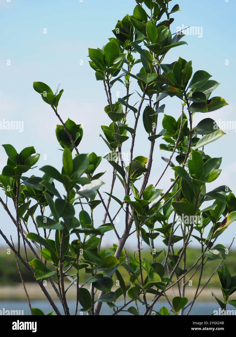 Kandelia hi-res stock photography and images - Alamy