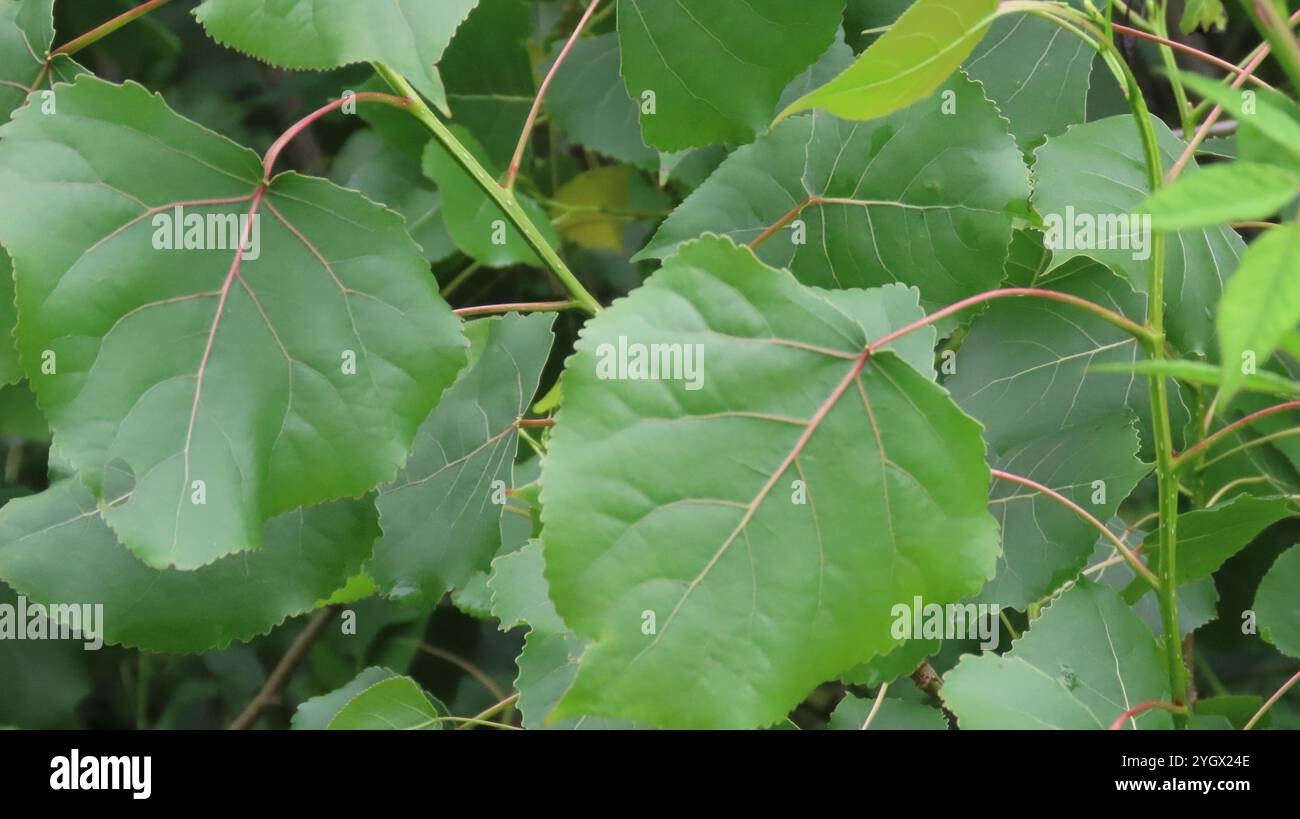 Eastern Cottonwood (Populus deltoides Stock Photo - Alamy