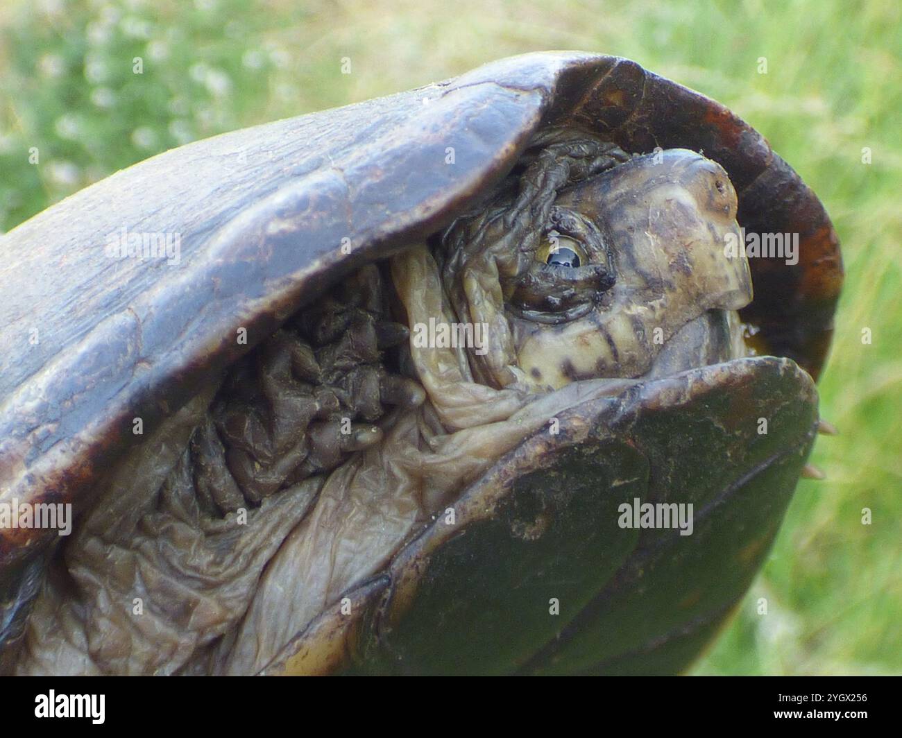 Eastern Mud Turtle (Kinosternon subrubrum Stock Photo - Alamy