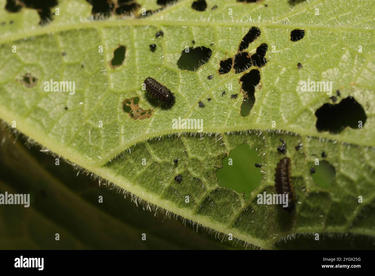 Tumidulus hi-res stock photography and images - Alamy