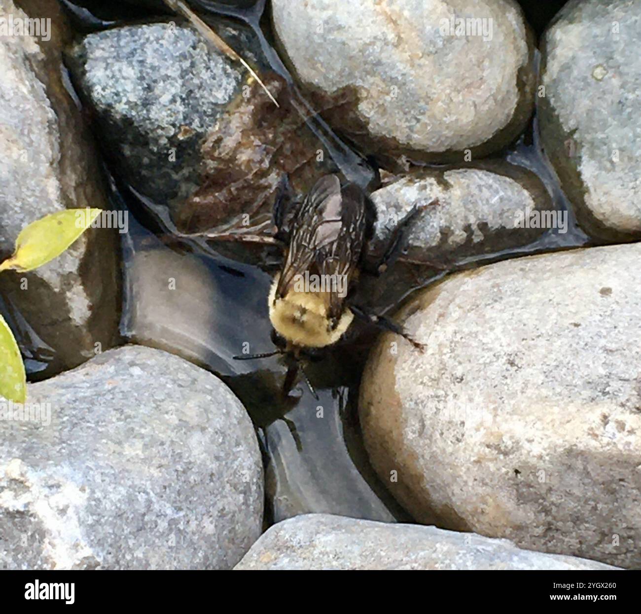 Abrupt digger hi-res stock photography and images - Alamy