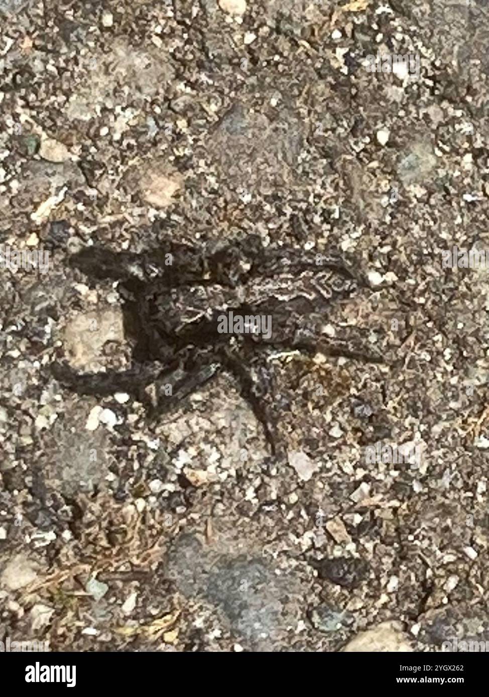 California Flattened Jumping Spider (Platycryptus californicus Stock ...