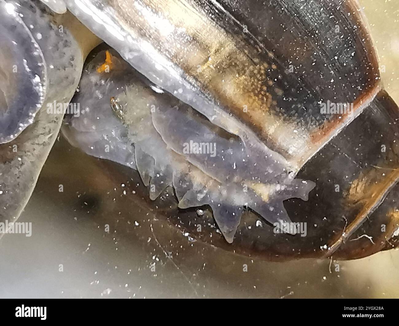 Melantho hi-res stock photography and images - Alamy