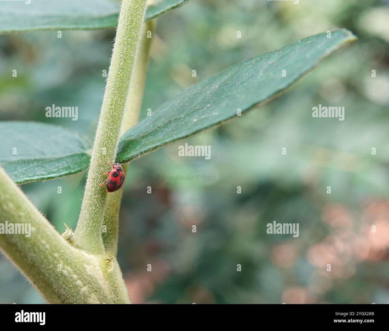 Novius cardinalis hi-res stock photography and images - Alamy