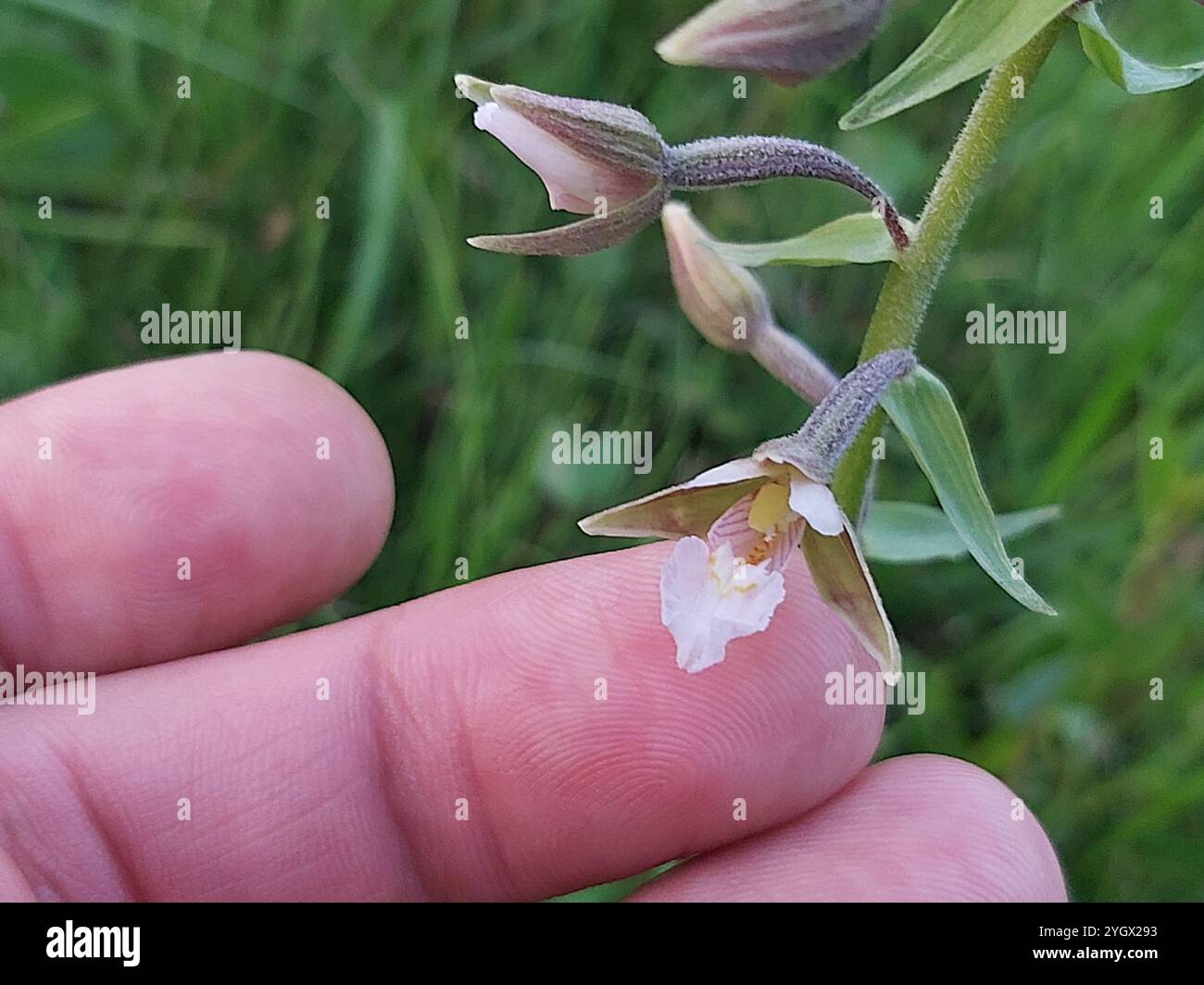 Marsh Helleborine (Epipactis palustris Stock Photo - Alamy