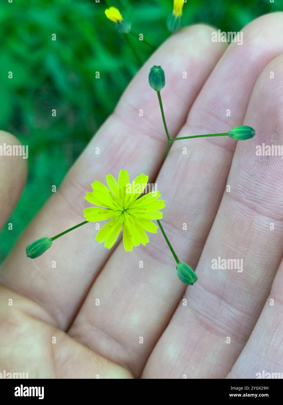 nipplewort (Lapsana communis Stock Photo - Alamy