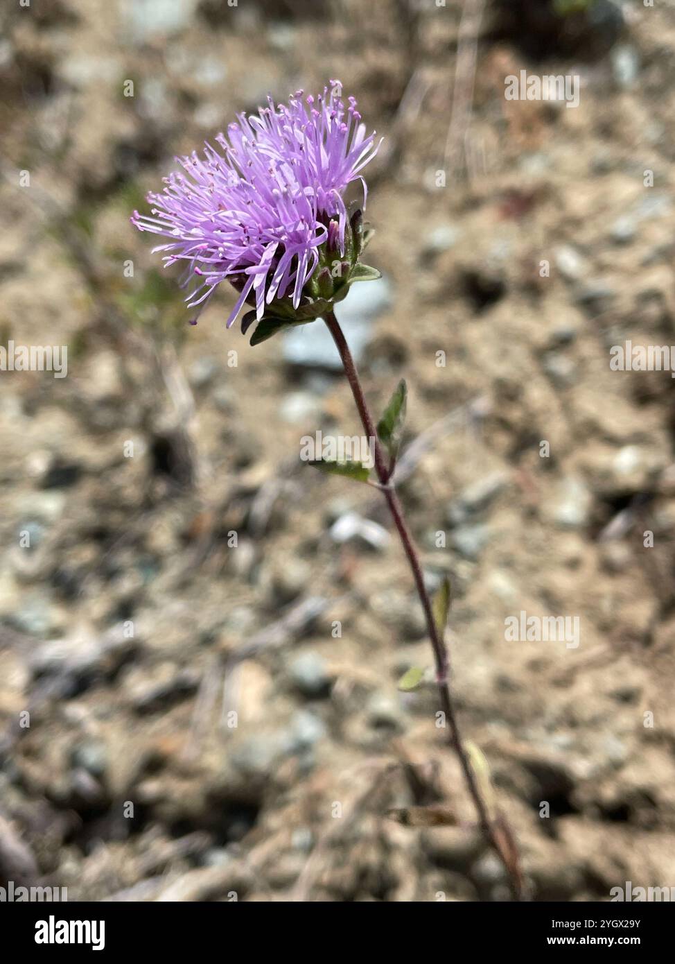Coyote mint hi-res stock photography and images - Alamy