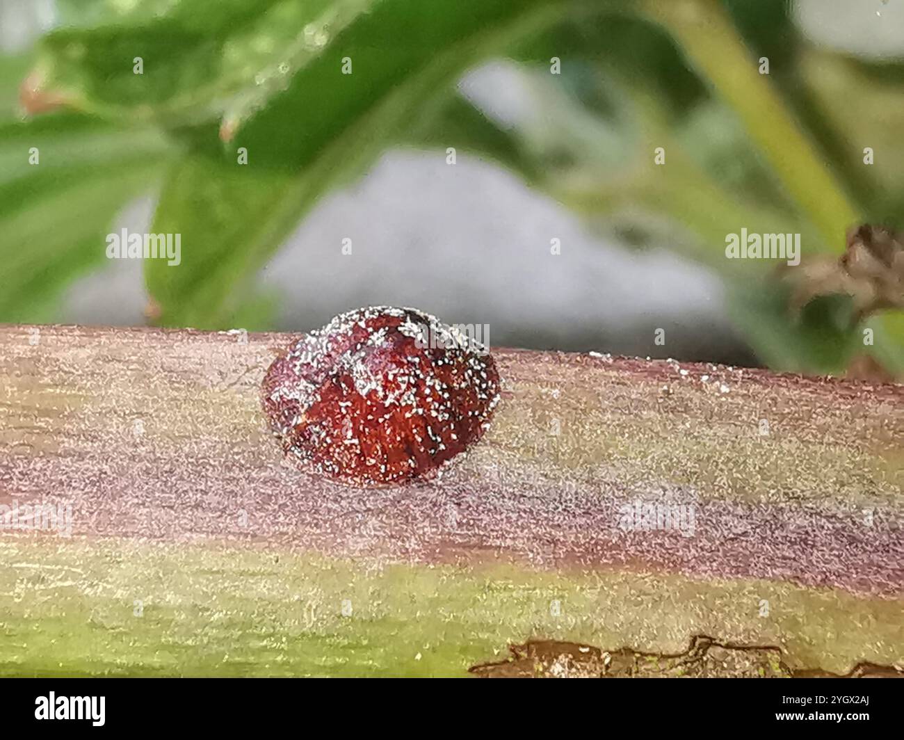 European Fruit Scale (Parthenolecanium corni Stock Photo - Alamy