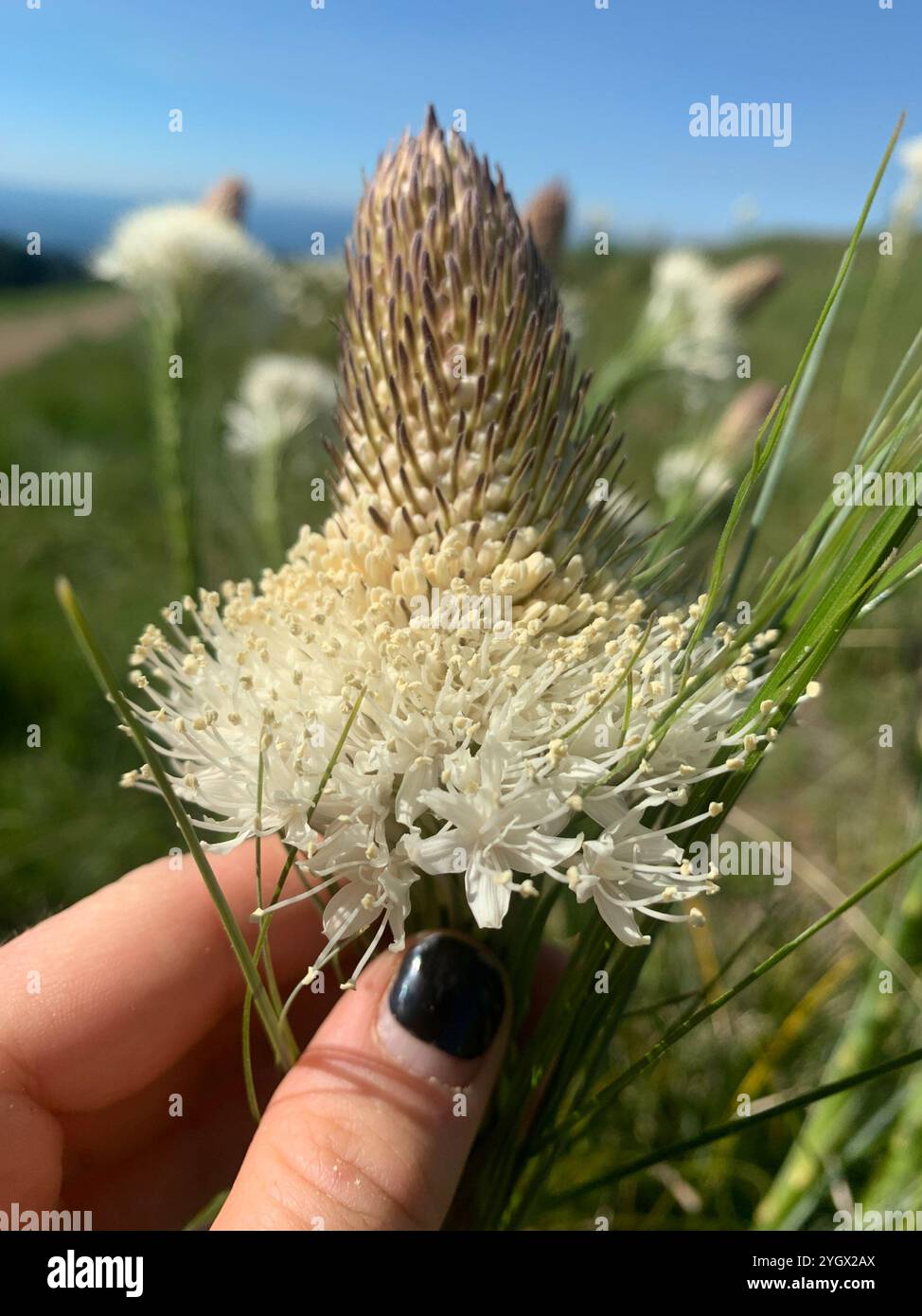 common beargrass (Xerophyllum tenax Stock Photo - Alamy
