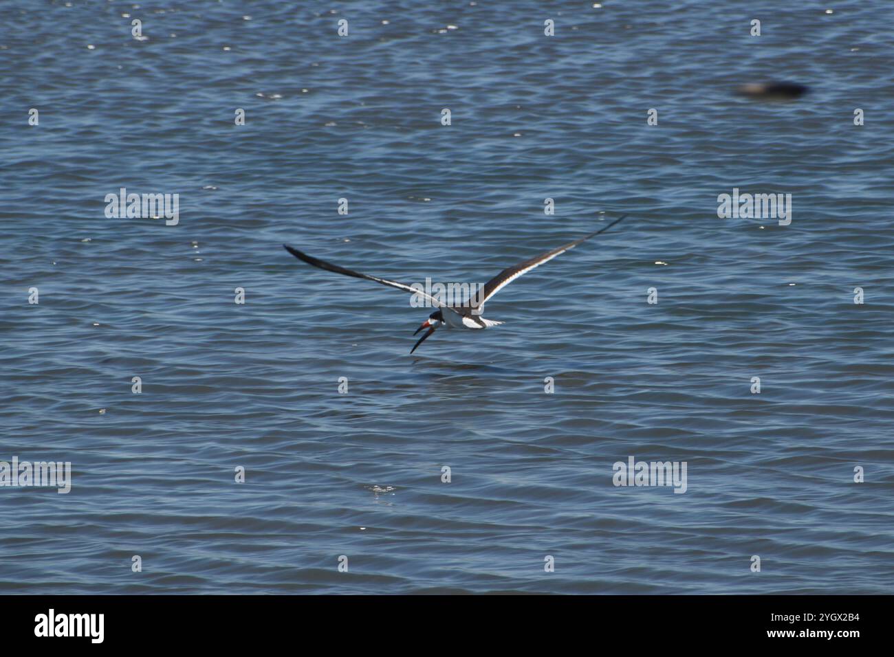 Black Skimmer (Rynchops niger Stock Photo - Alamy