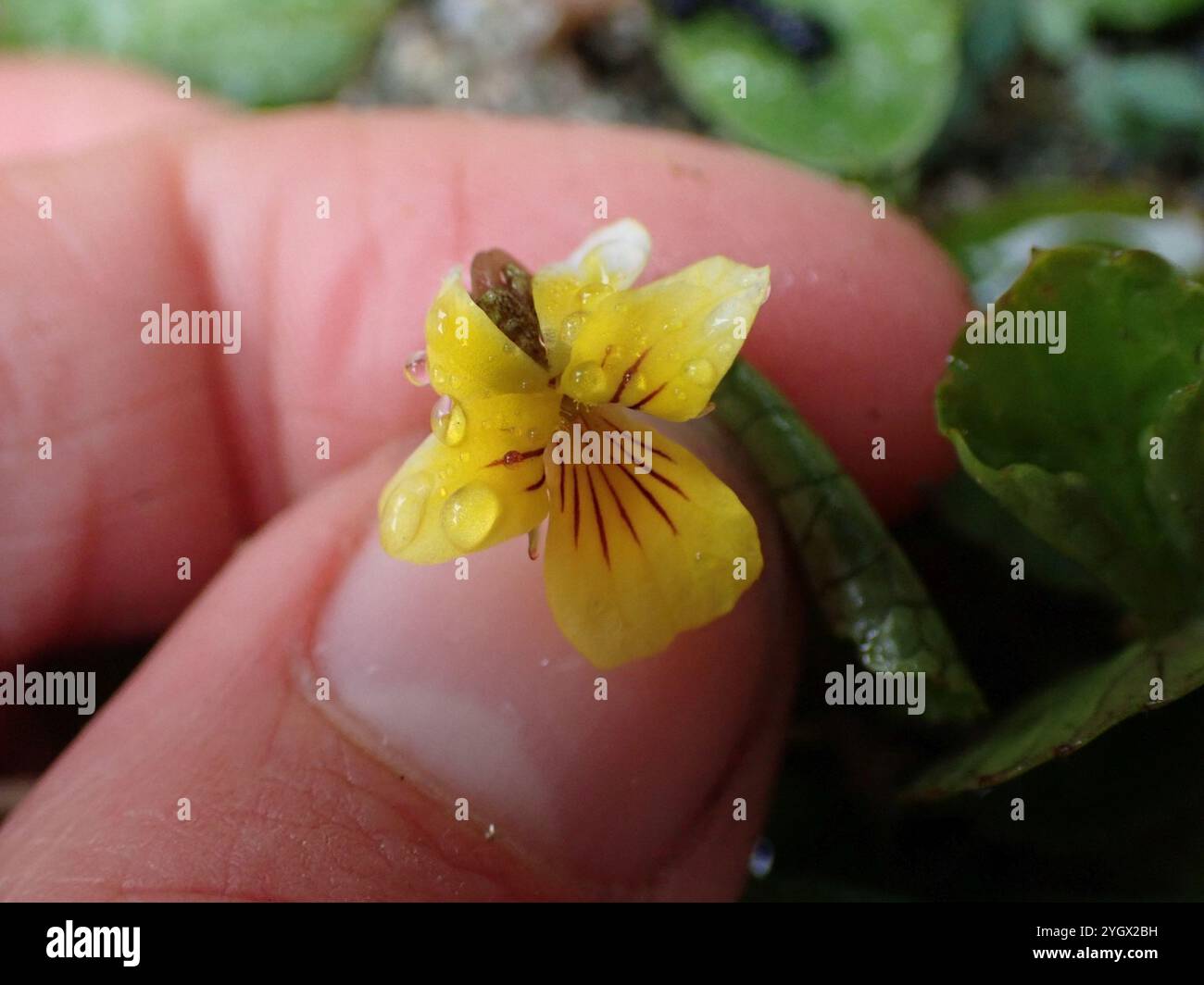 Redwood Violet (Viola sempervirens Stock Photo - Alamy