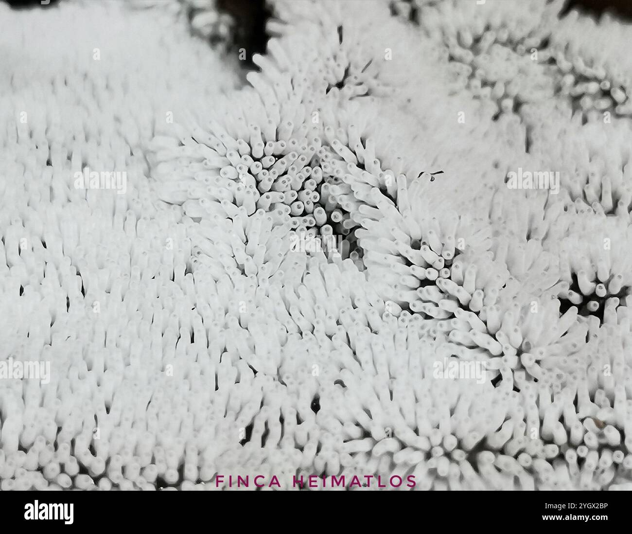 Honeycomb Coral Slime Mold (Ceratiomyxa fruticulosa Stock Photo - Alamy