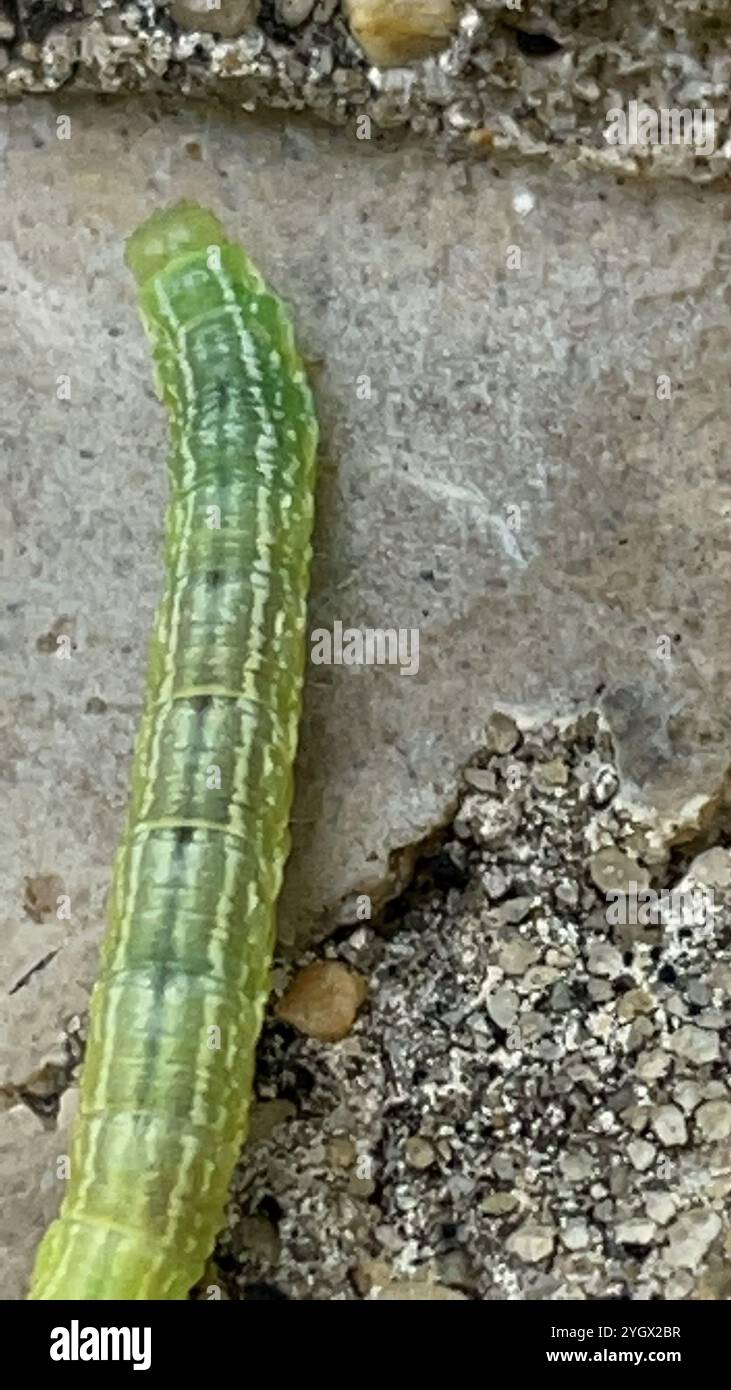 Geometer Moths (Geometridae Stock Photo - Alamy