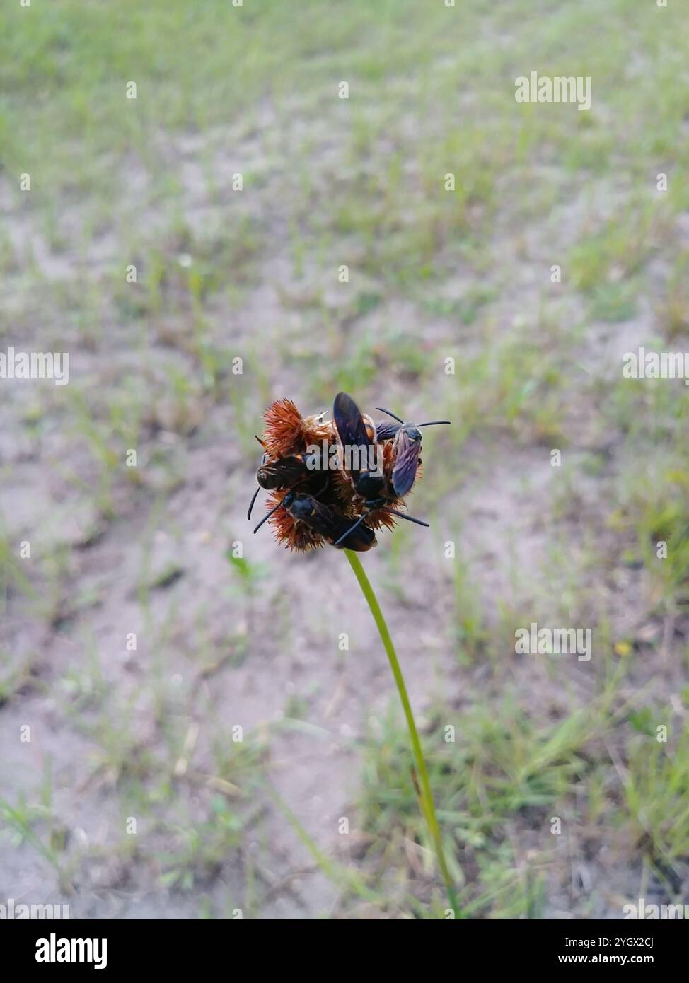 Noble Scoliid Wasp (Scolia nobilitata Stock Photo - Alamy