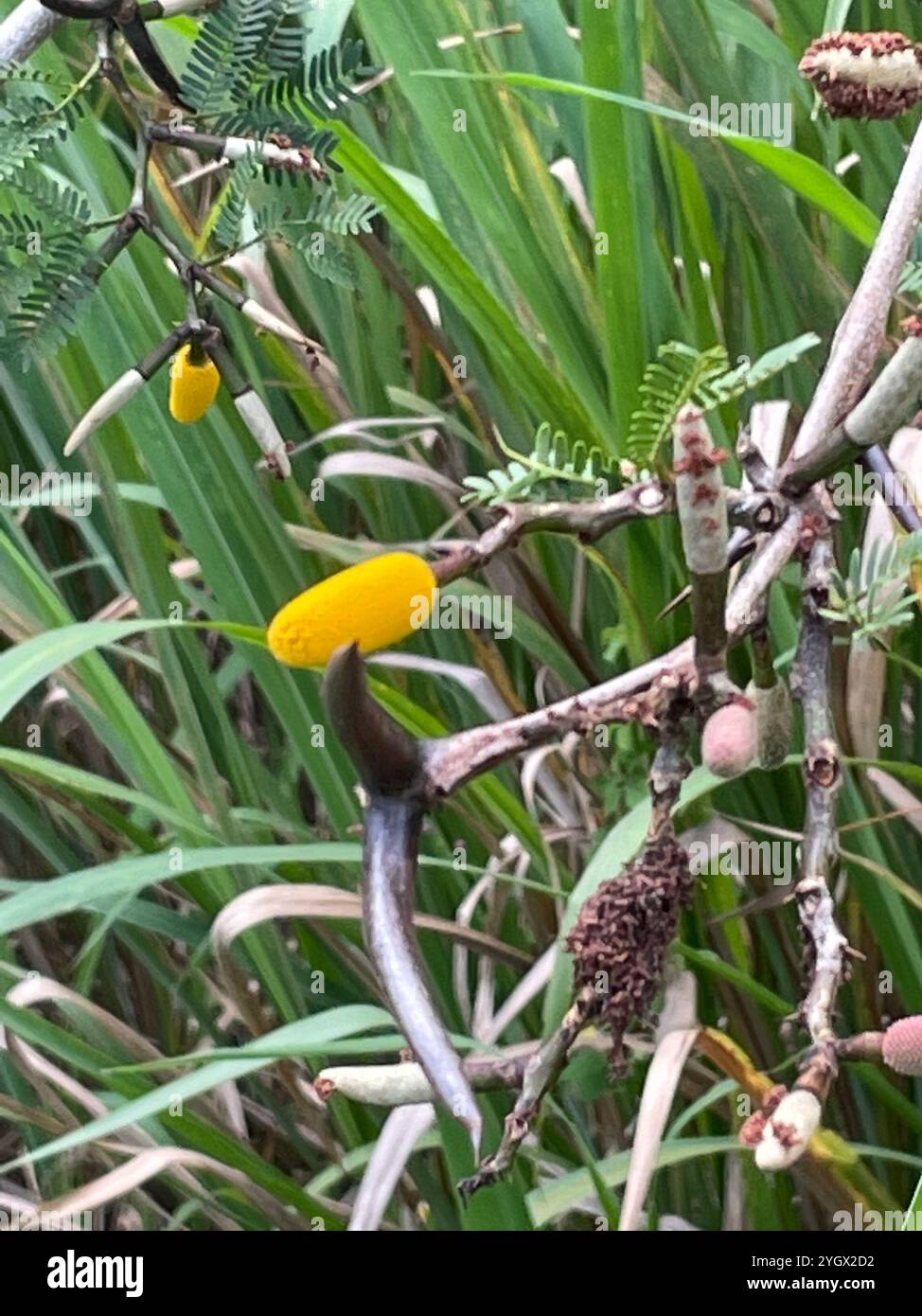 bullhorn acacia (Vachellia cornigera Stock Photo - Alamy