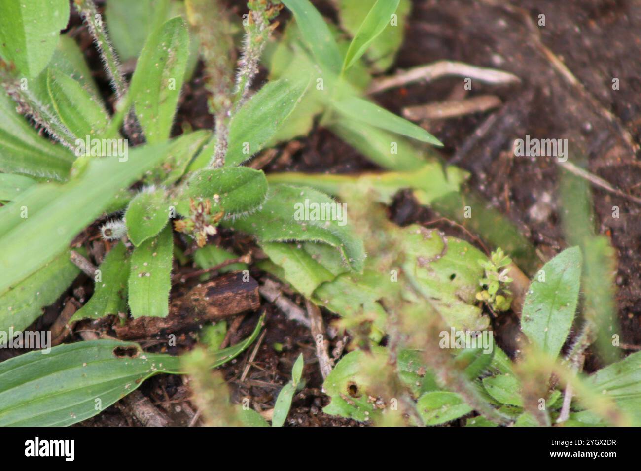 dwarf plantain (Plantago virginica Stock Photo - Alamy