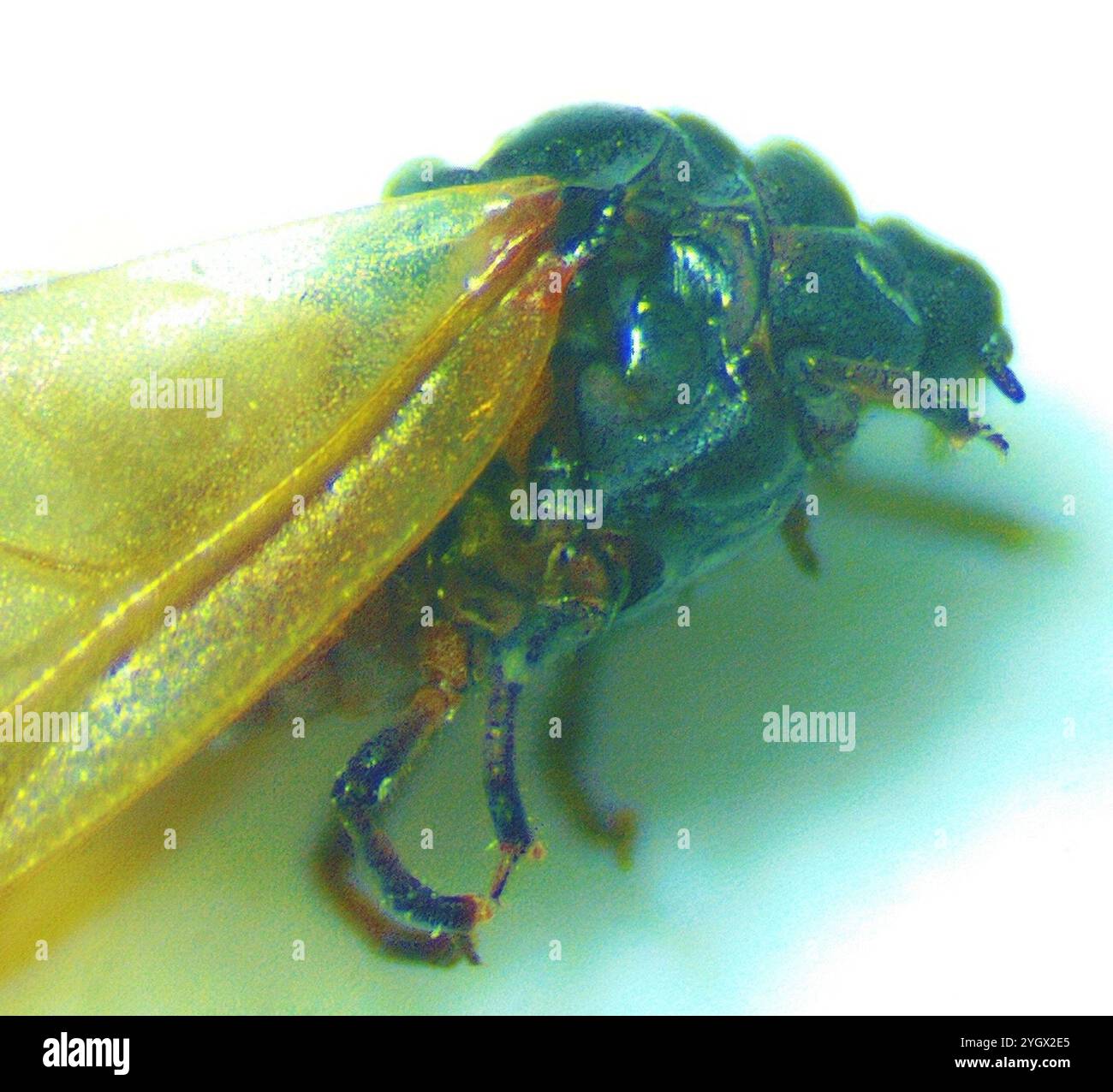 Adelgidae hi-res stock photography and images - Alamy