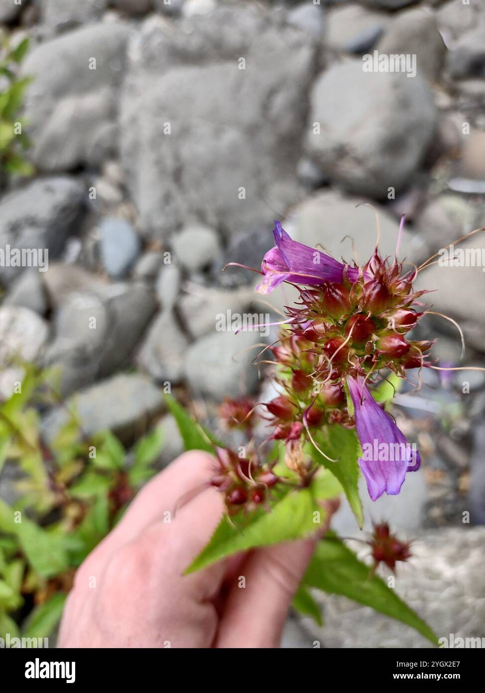 Cascade Beardtongue (Penstemon serrulatus Stock Photo - Alamy