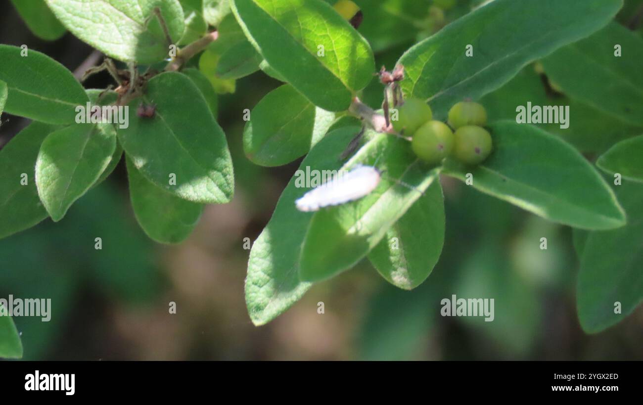 Siberian crabapple (Malus baccata Stock Photo - Alamy