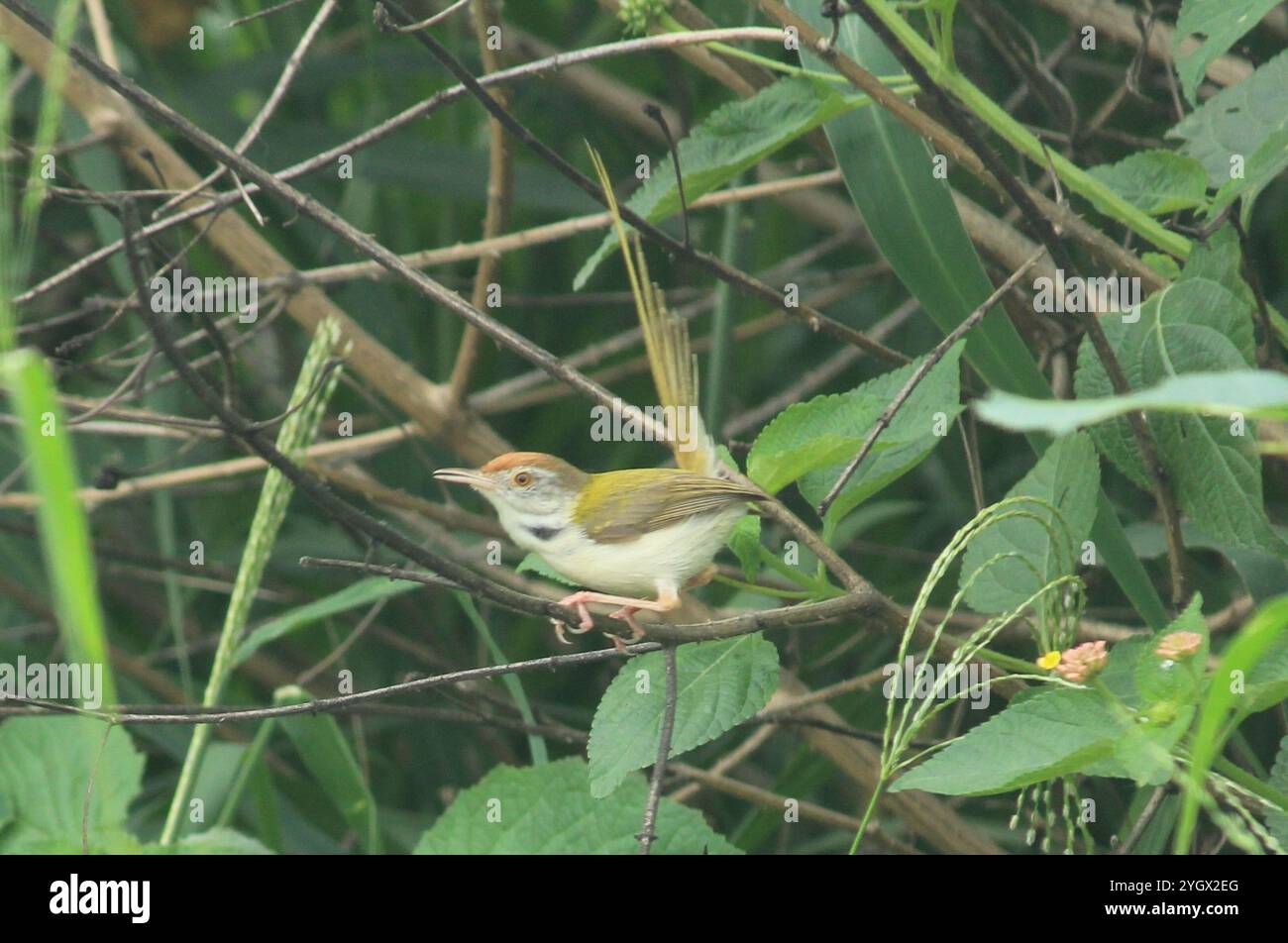 Common Tailorbird (Orthotomus sutorius Stock Photo - Alamy