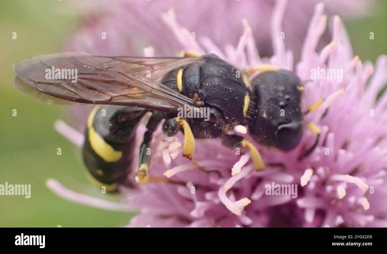 Common Ectemnius (Ectemnius continuus Stock Photo - Alamy