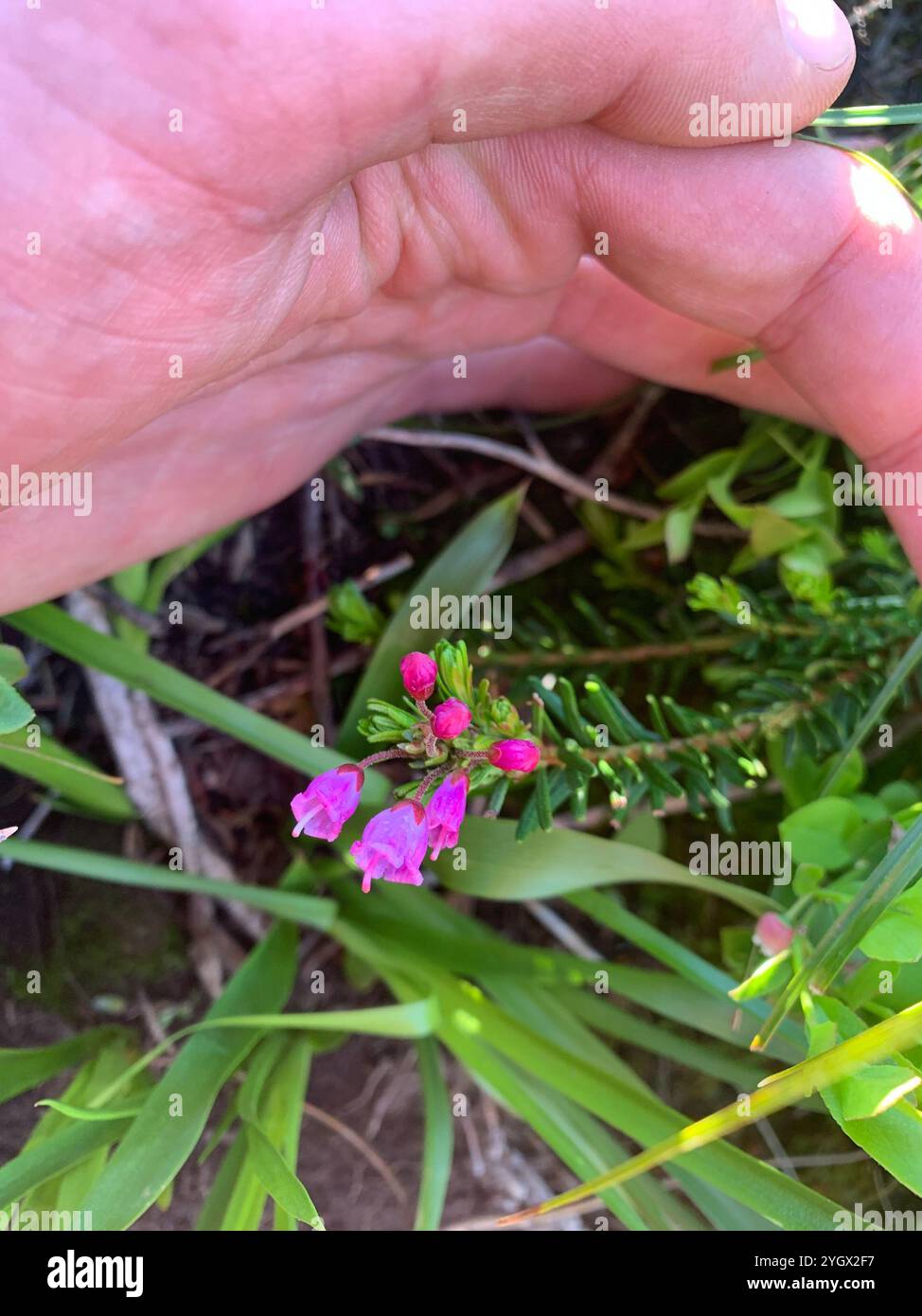 pink mountainheath (Phyllodoce empetriformis Stock Photo - Alamy