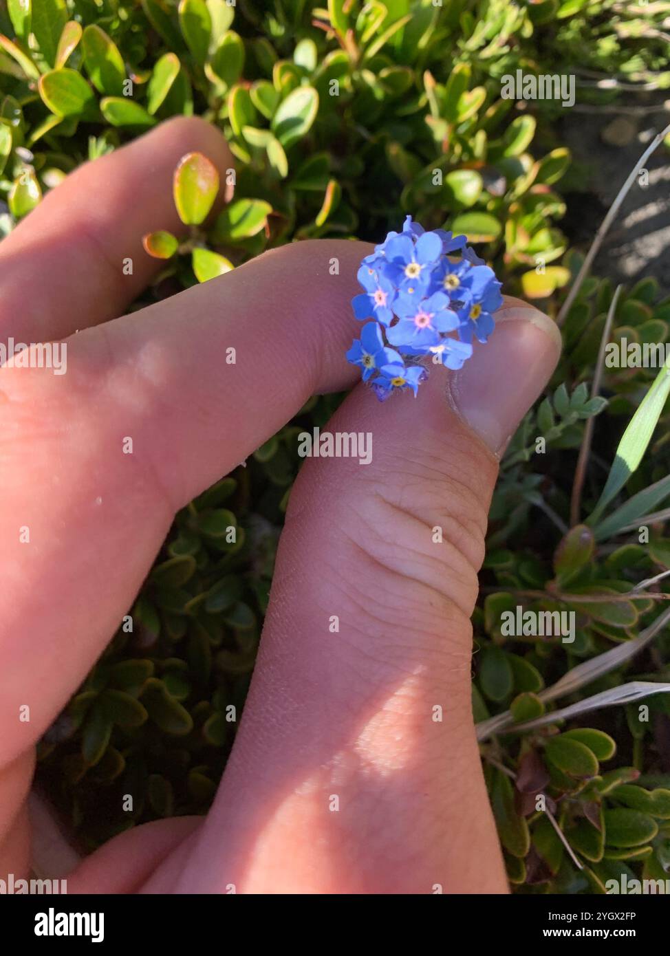 mountain forget-me-not (Myosotis asiatica Stock Photo - Alamy