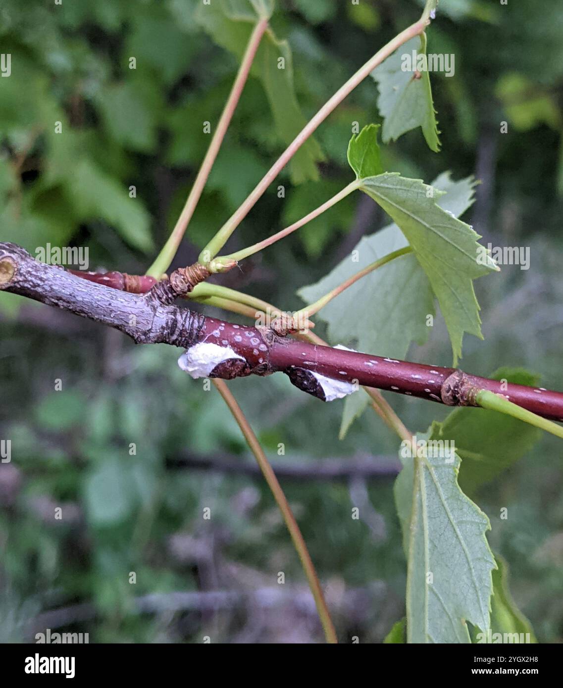 Cottony Maple Scale (Neopulvinaria innumerabilis Stock Photo - Alamy