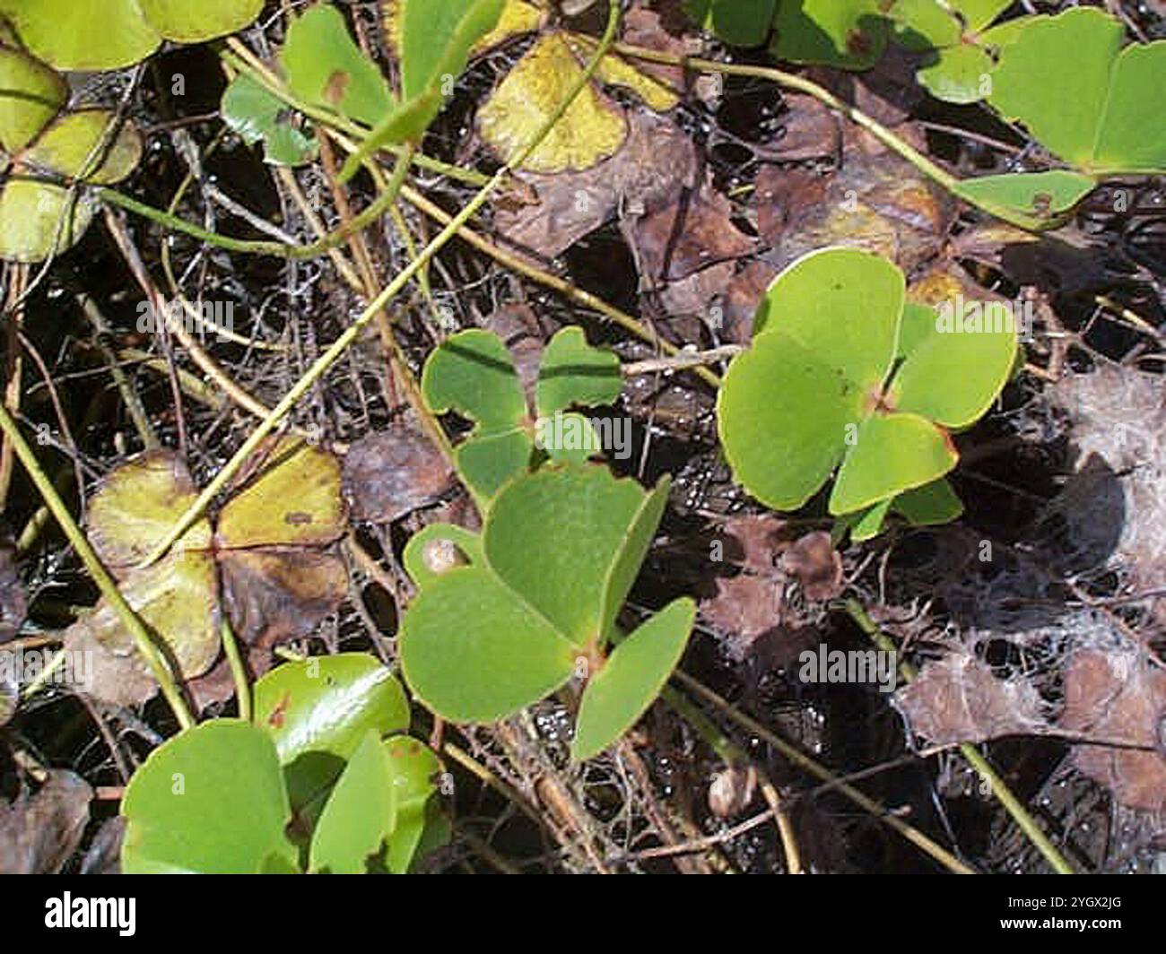 Helicopter Ferns (Marsilea Stock Photo - Alamy