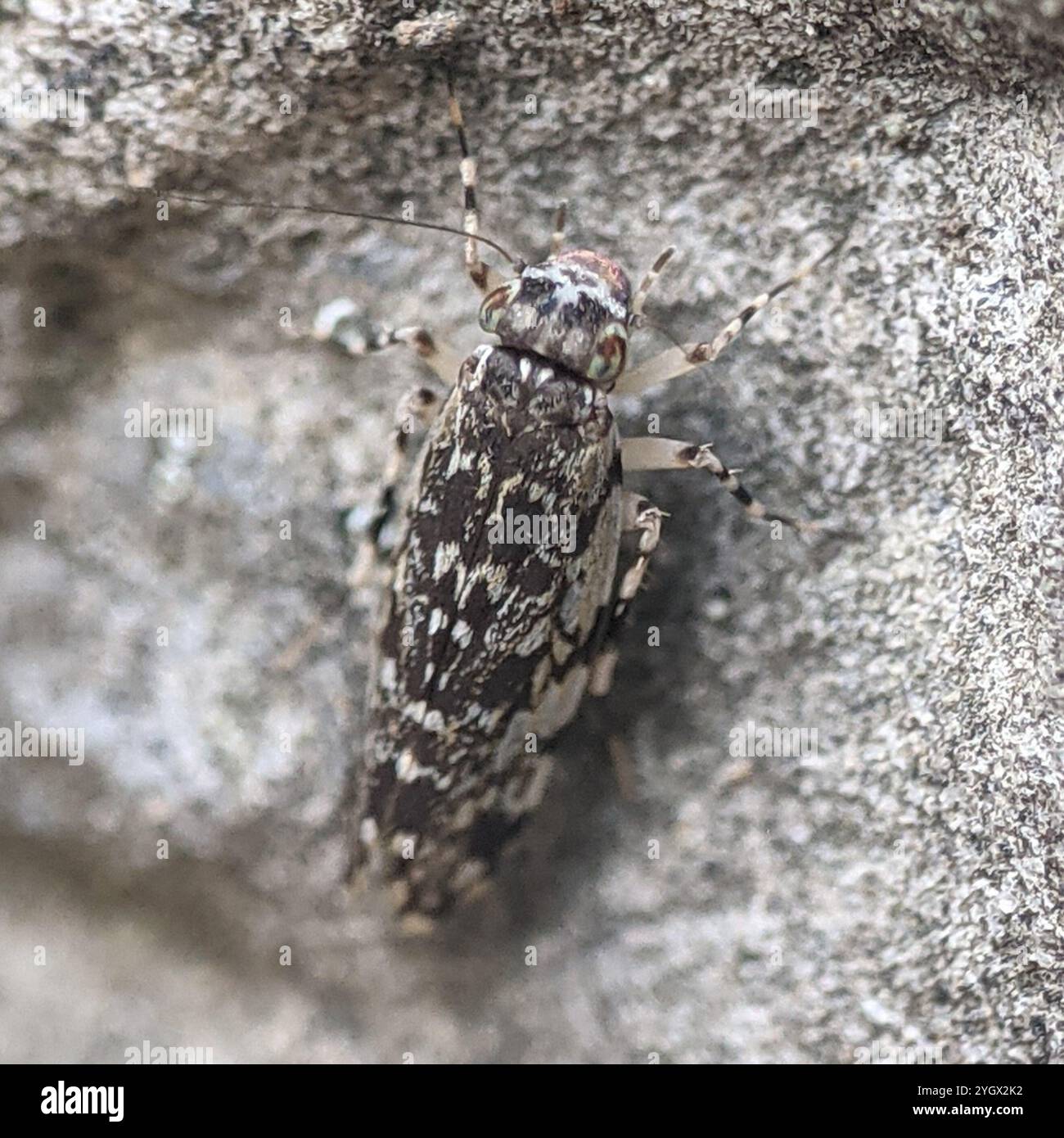 Barklice, Booklice, and Parasitic Lice (Psocodea Stock Photo - Alamy