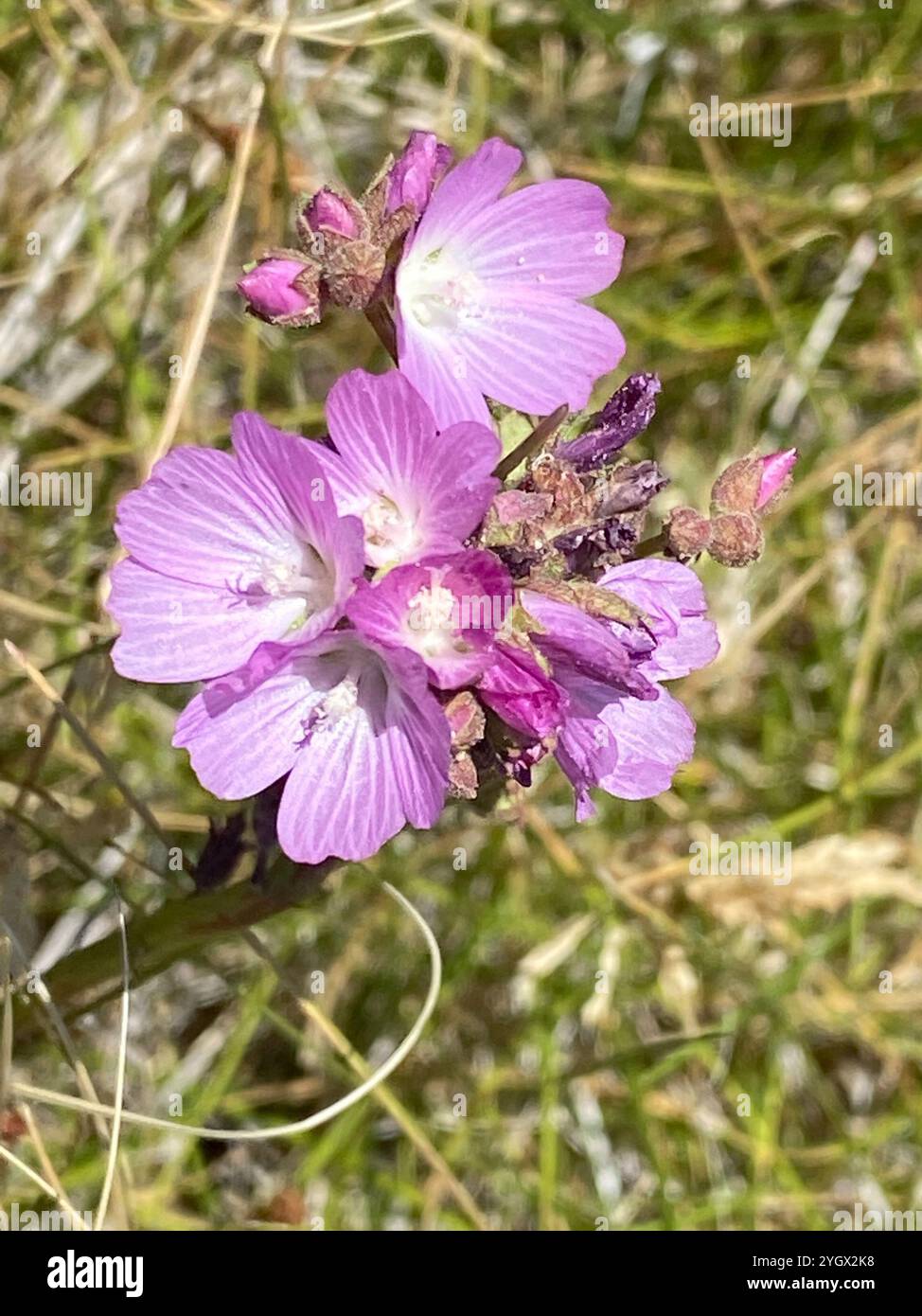 Southern Checkerbloom (Sidalcea sparsifolia Stock Photo - Alamy