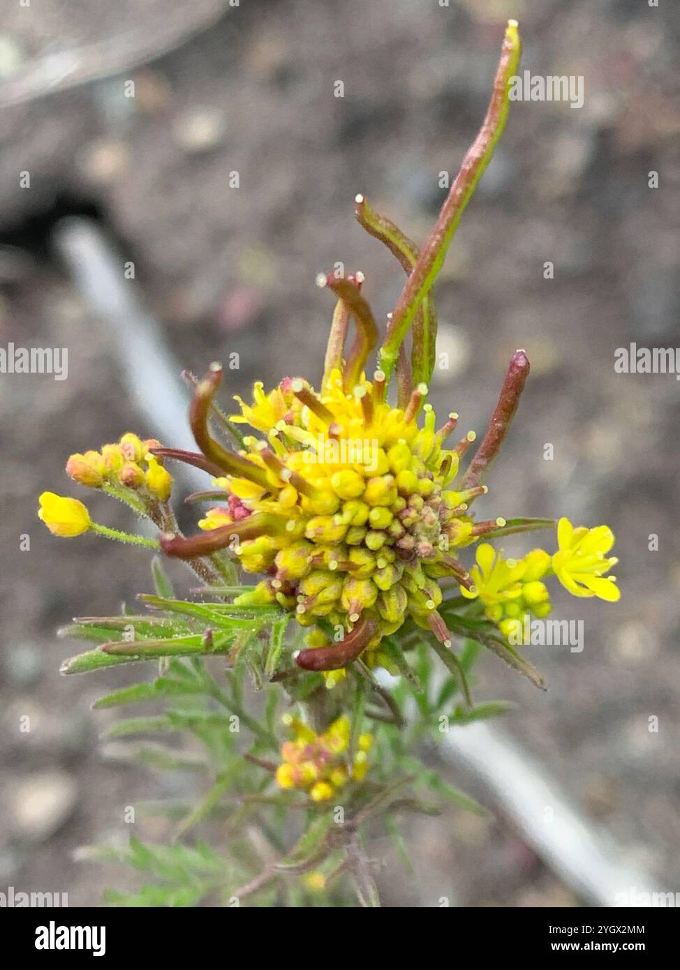 Western Tansymustard (Descurainia pinnata Stock Photo - Alamy