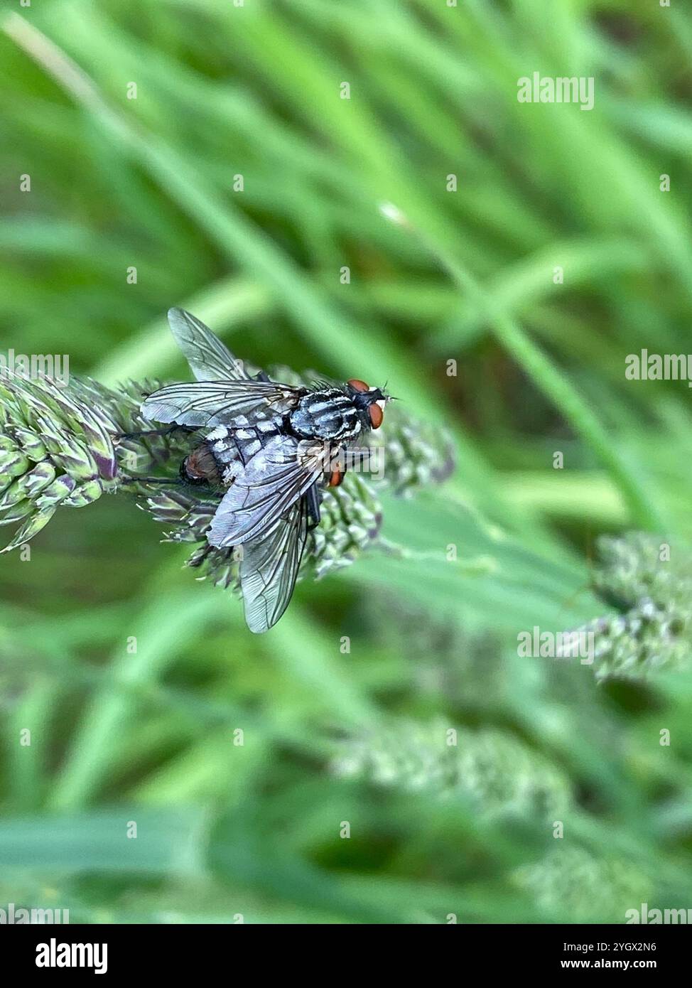 Common Flesh Flies (Sarcophaga Stock Photo - Alamy
