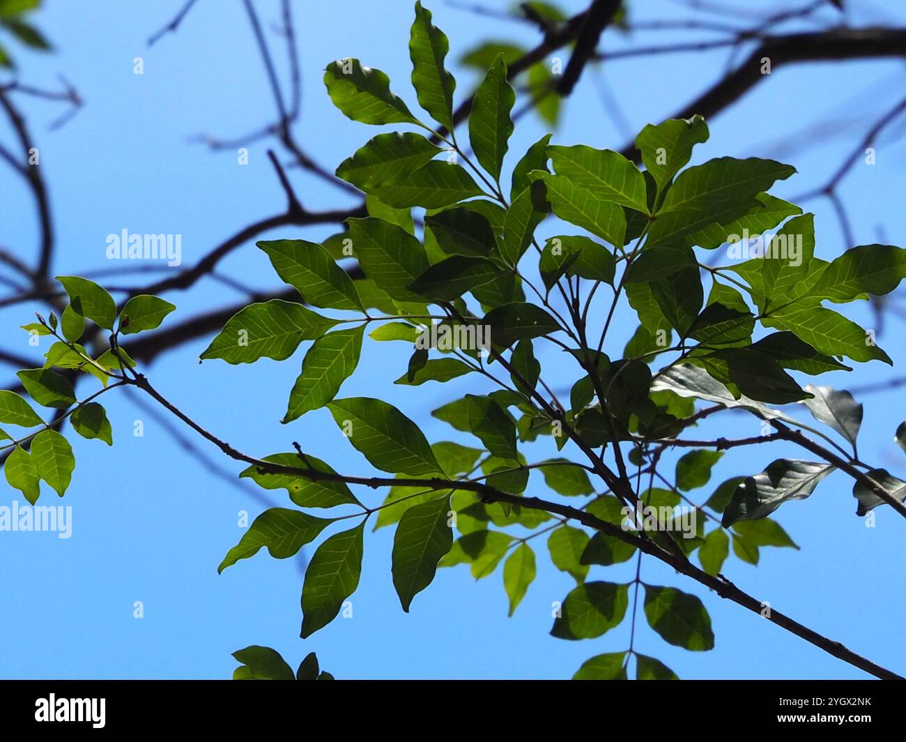 Evergreen tropical ash (Fraxinus griffithii Stock Photo - Alamy